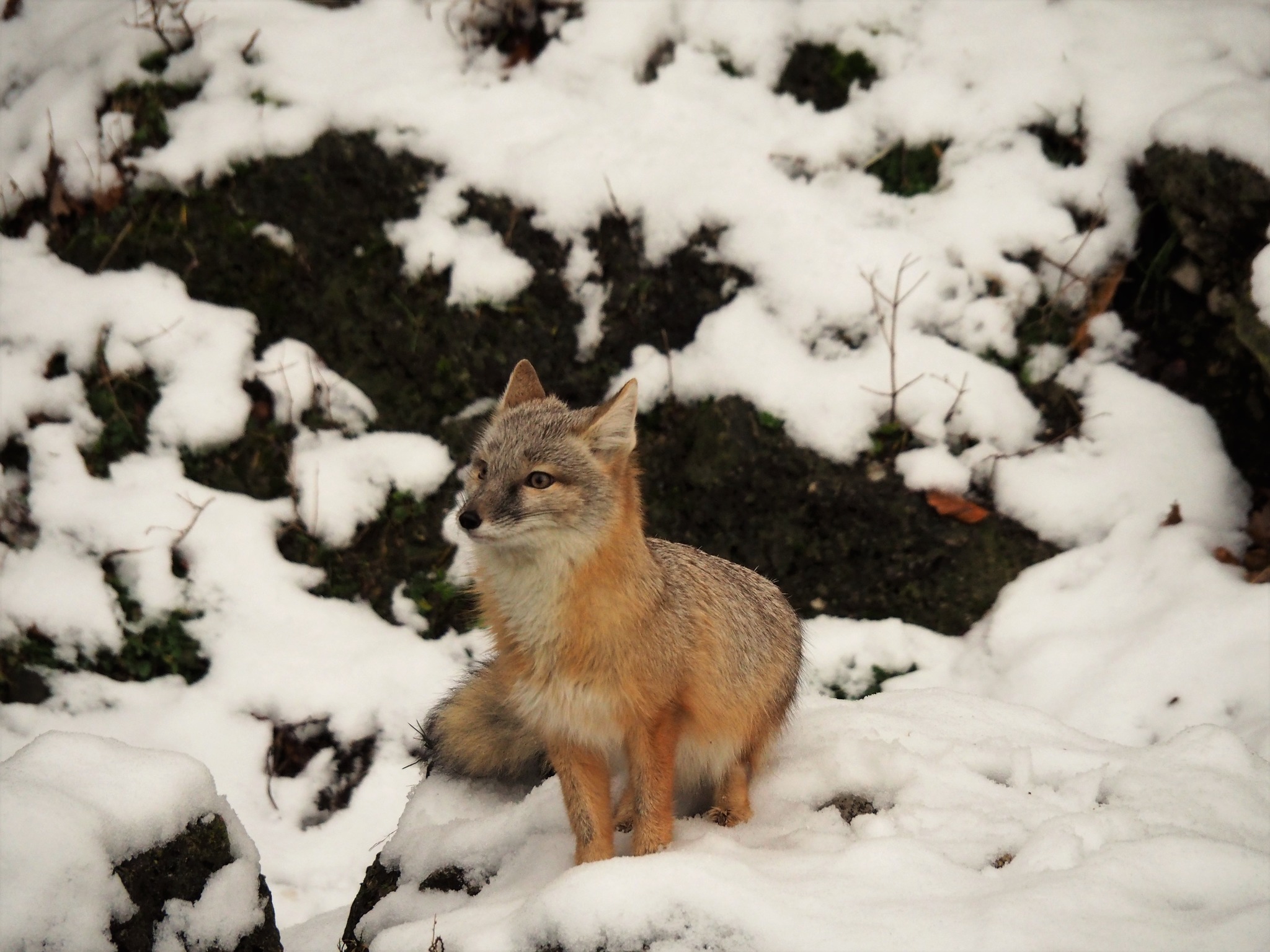 Neuzugang im Salzburger Zoo - Der Korsak Steppenfuchs - Salzburg-Stadt