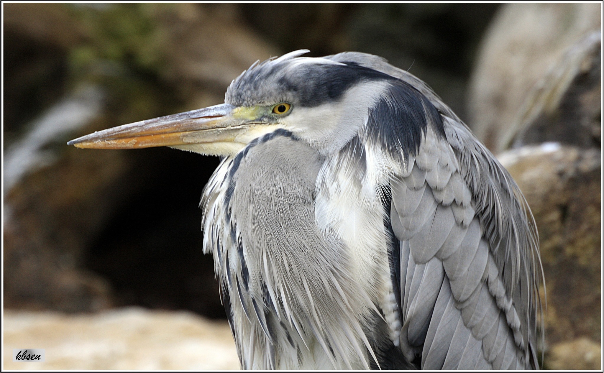 huch, mir war sooo kalt - Liesing