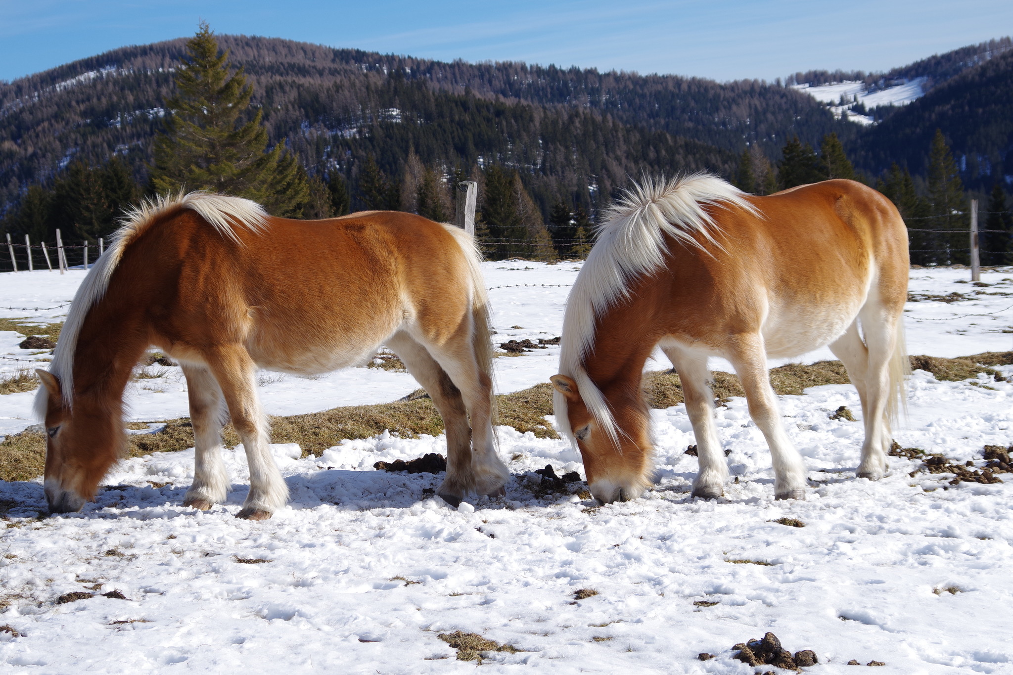 Haflinger Pferde mit Auslauf in freier Natur - Feldkirchen