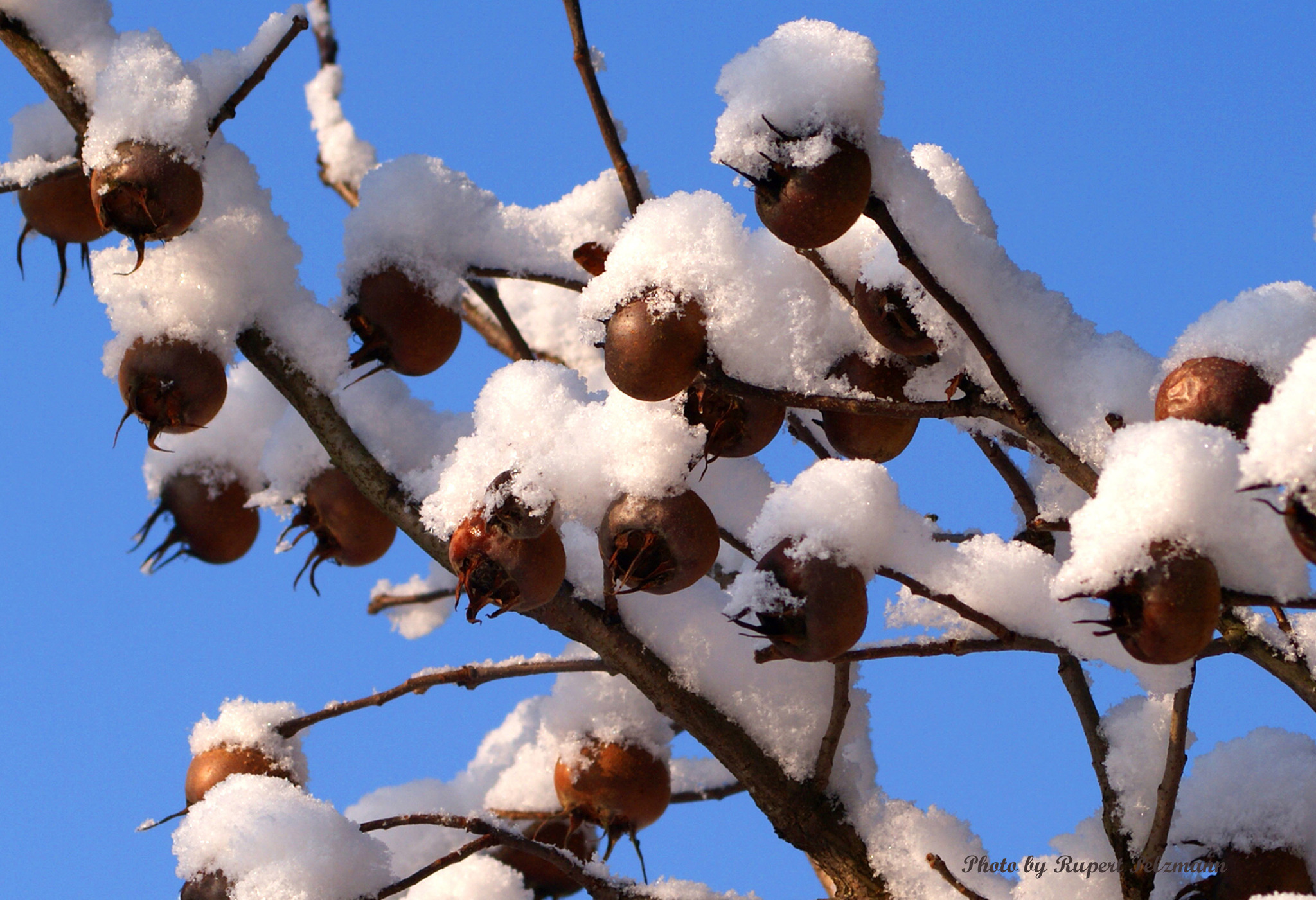 Mispel - die vergessene Frucht! - Deutschlandsberg