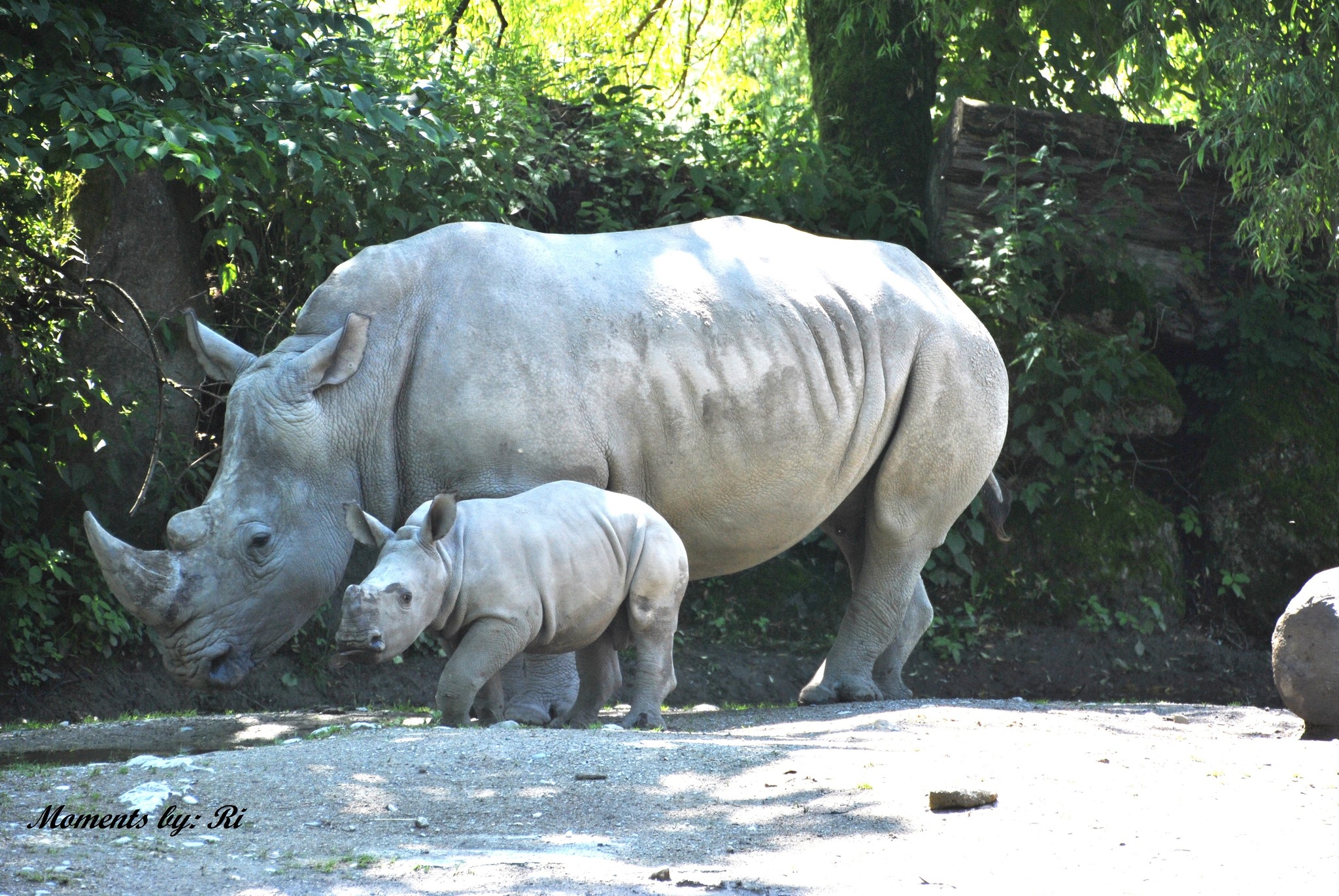 Moments and Thoughts - Ceratotherium simum - Döbling
