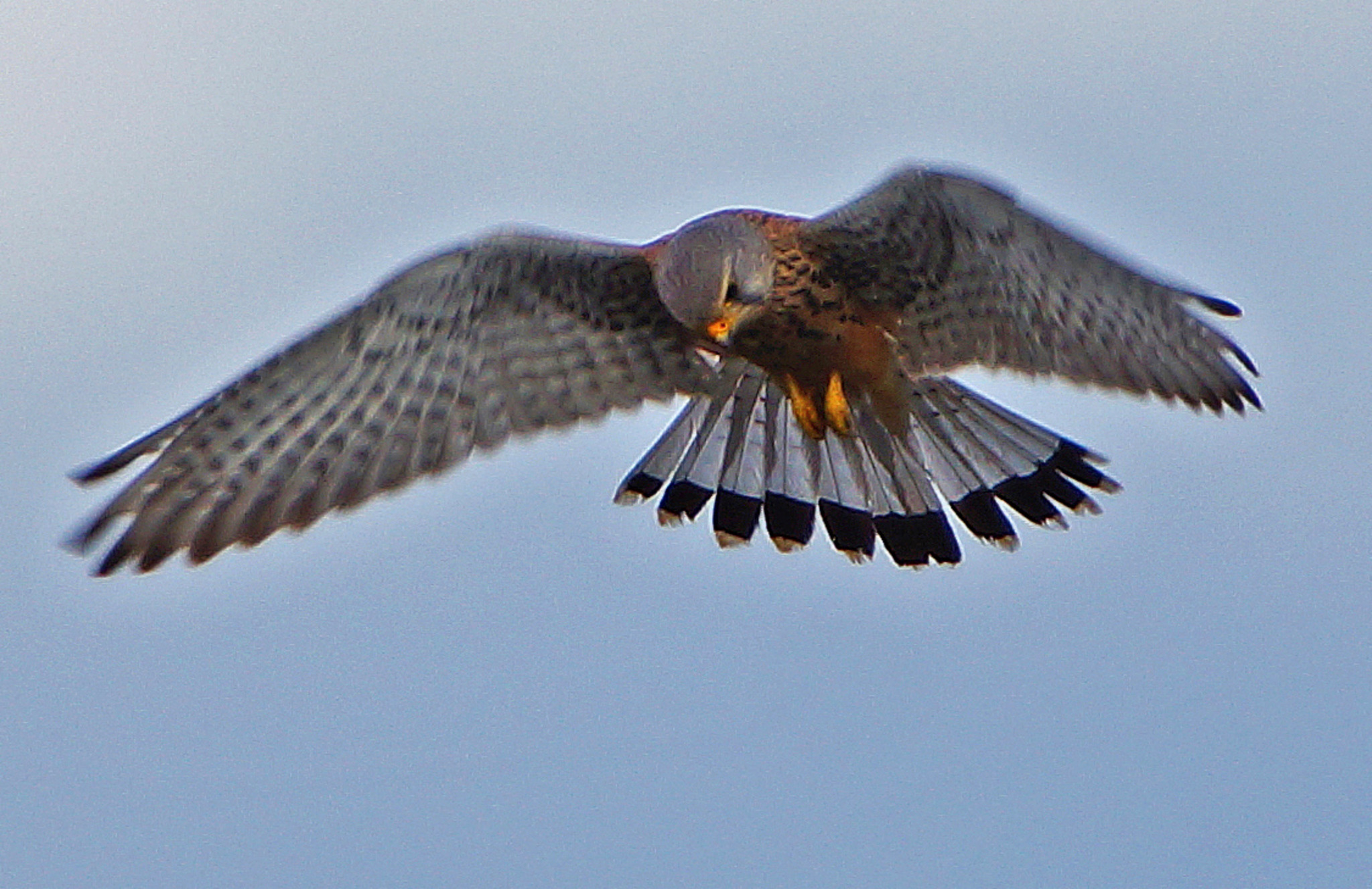 der Flug des Falken - Enns