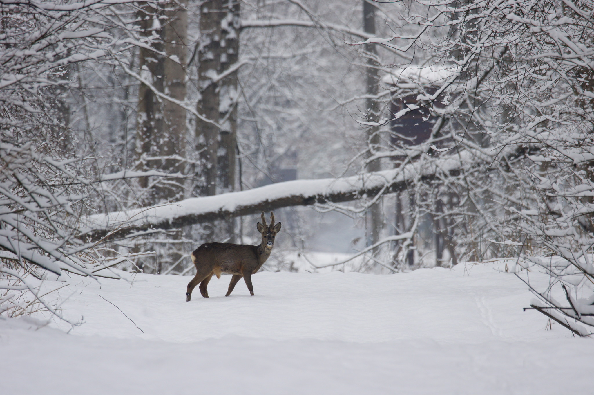 Winter in der Donauau - Enns