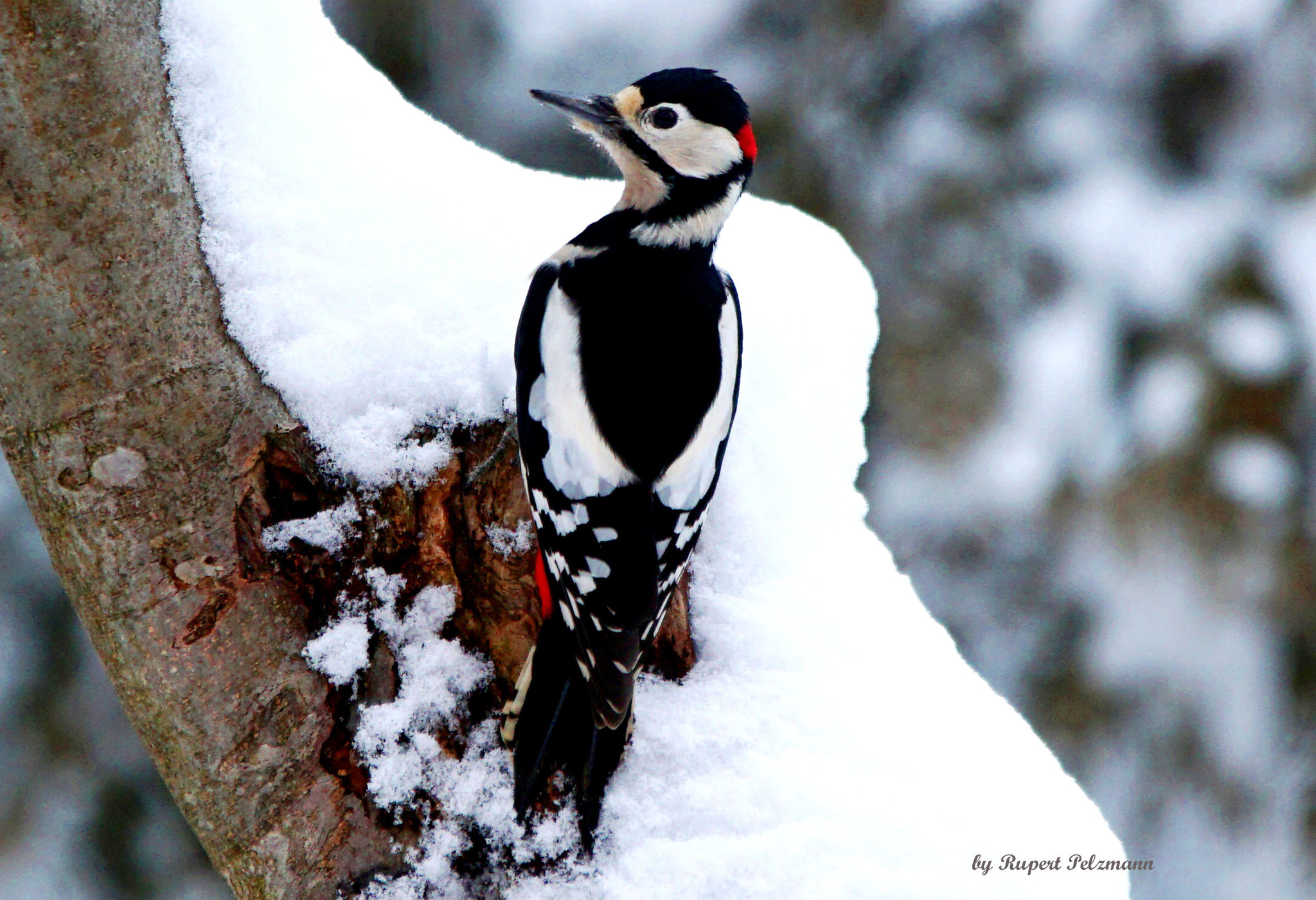 Buntspecht im Schnee - Deutschlandsberg