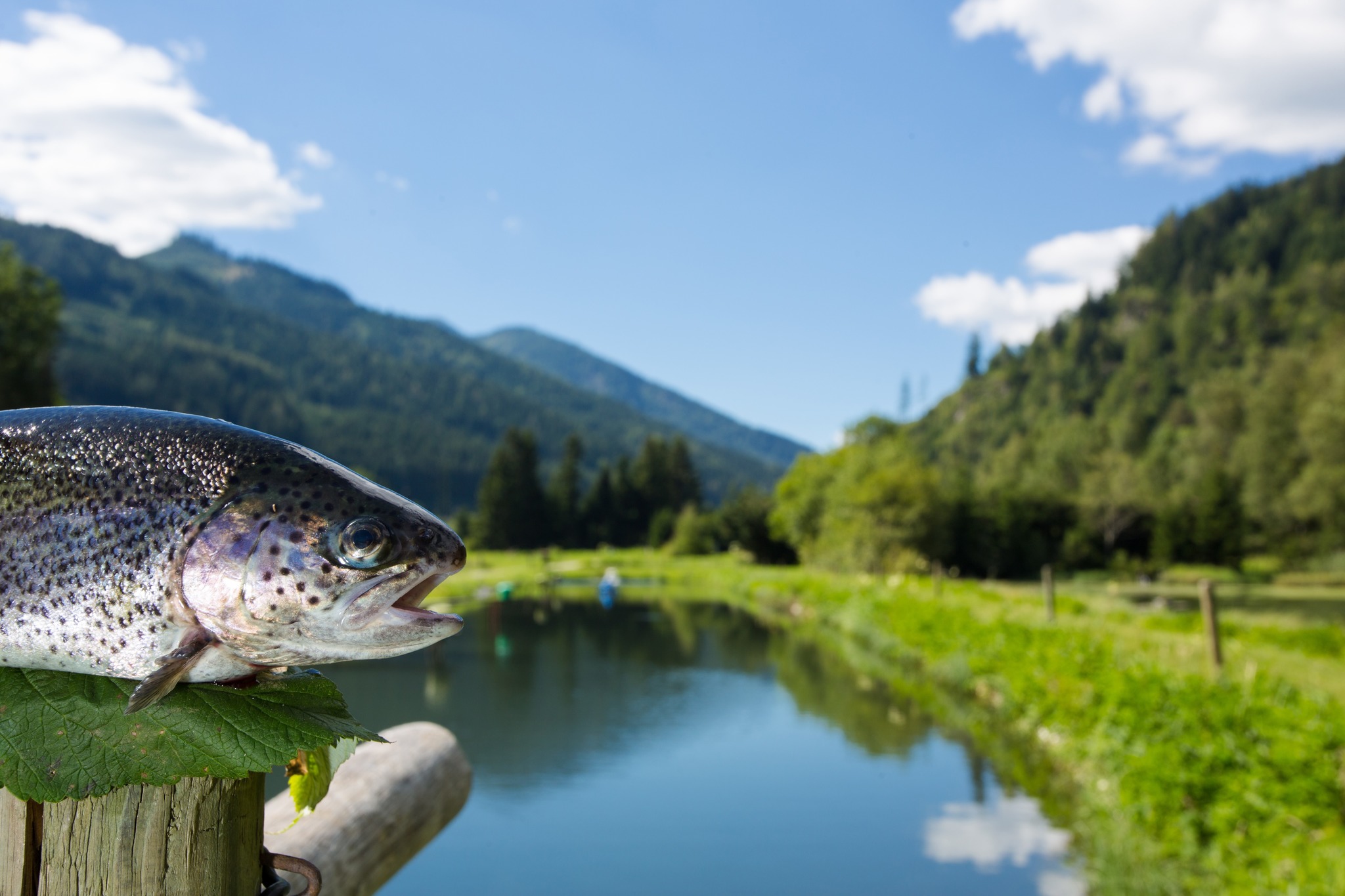 Heimischer Fisch: Ein guter Fang - Leoben