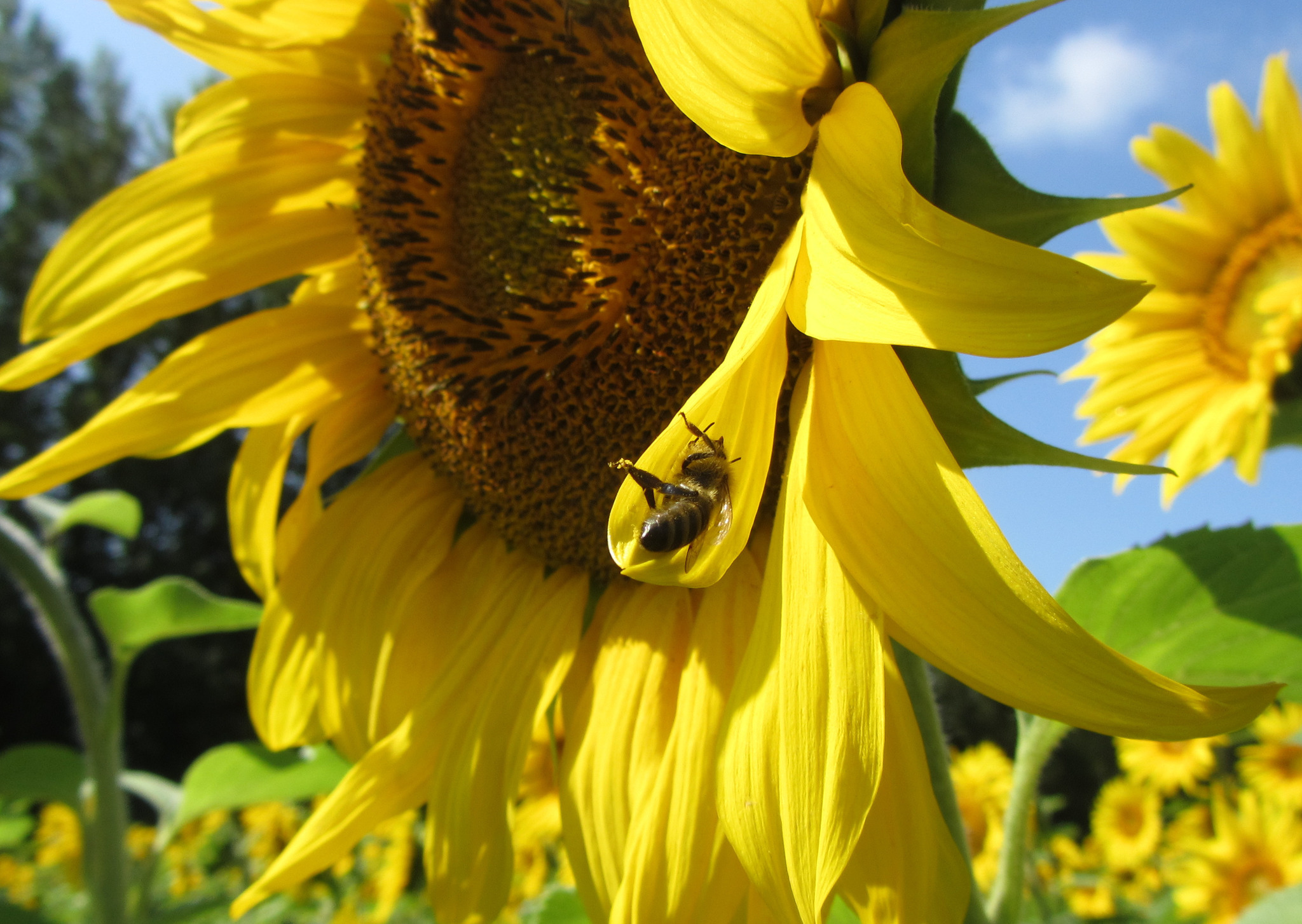 Der faule Willi - Amstetten