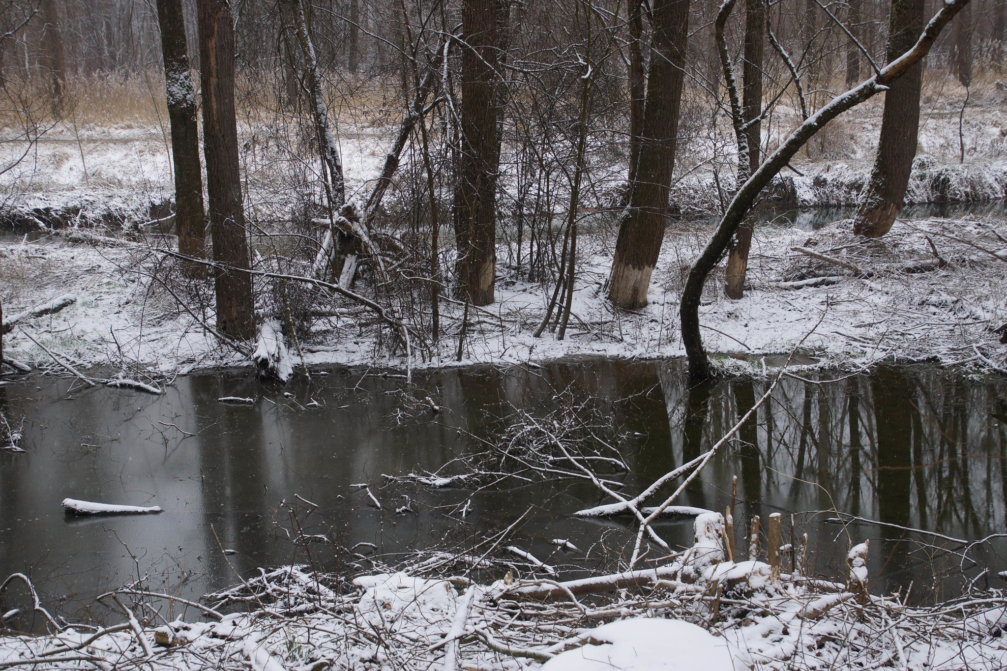 Winter in der Au - Enns