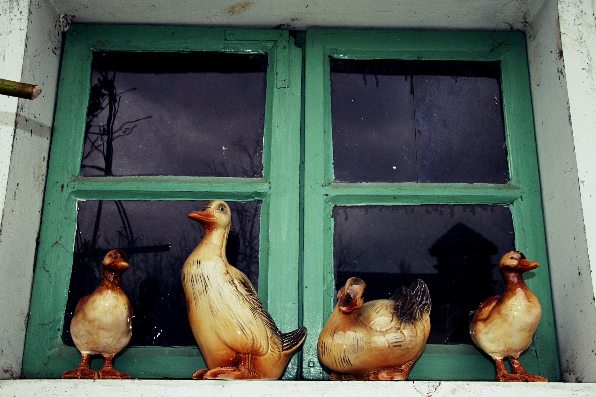 Ducks at the window - Favoriten