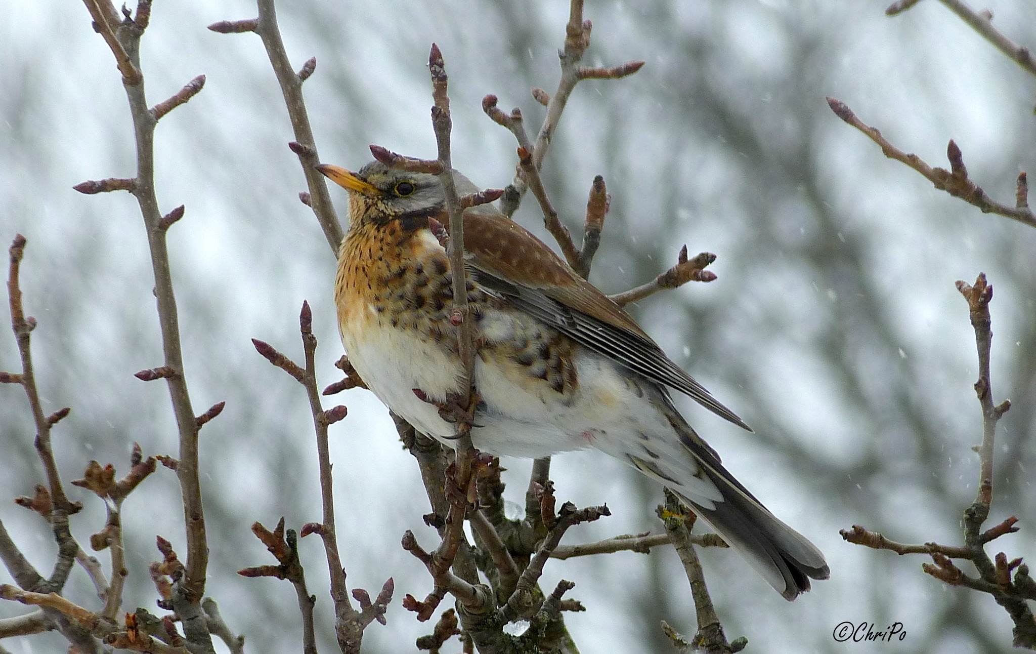 Amsel, Drossel, Meise, Star ...... - Ottakring