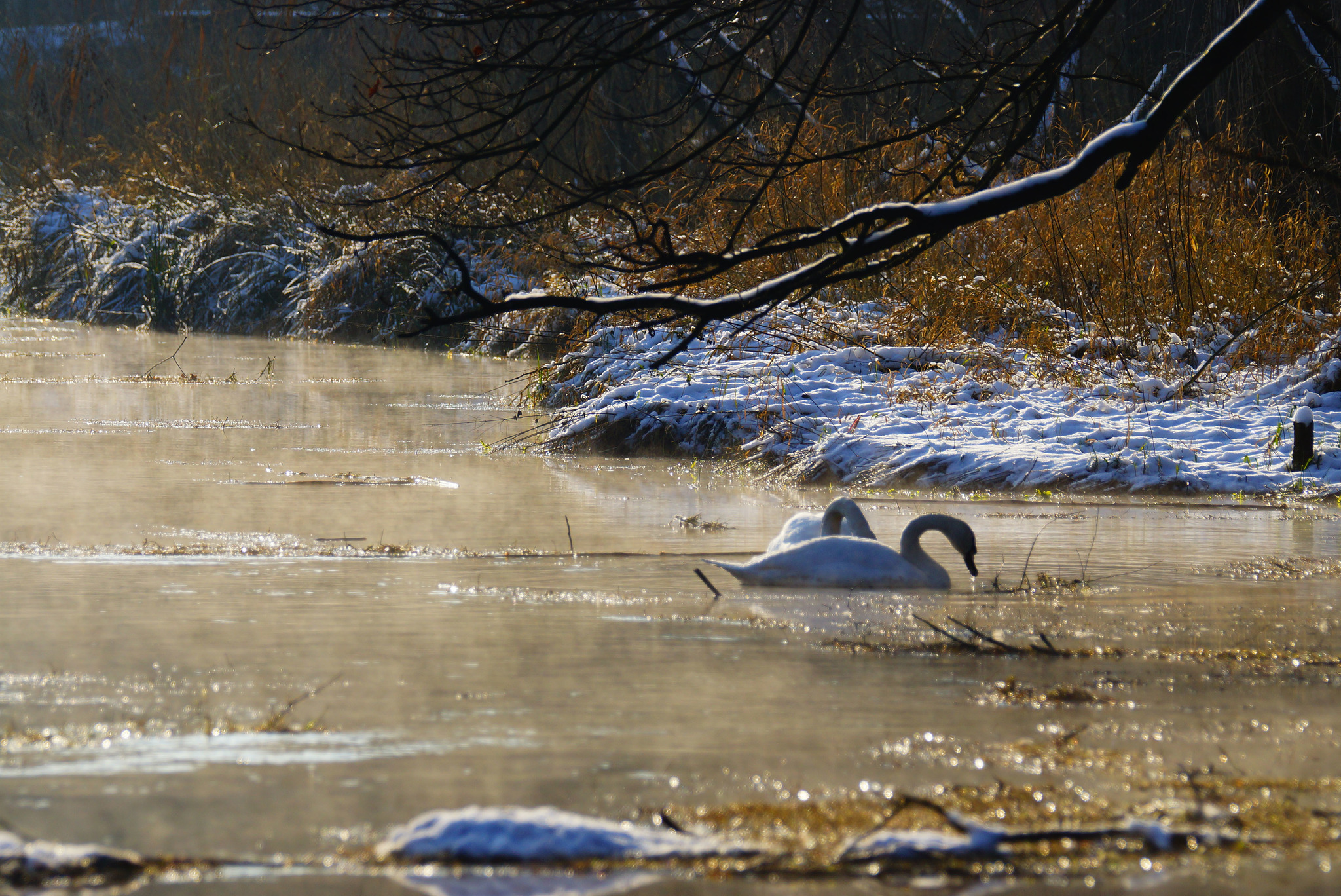 Schwanensee im Winter - Enns