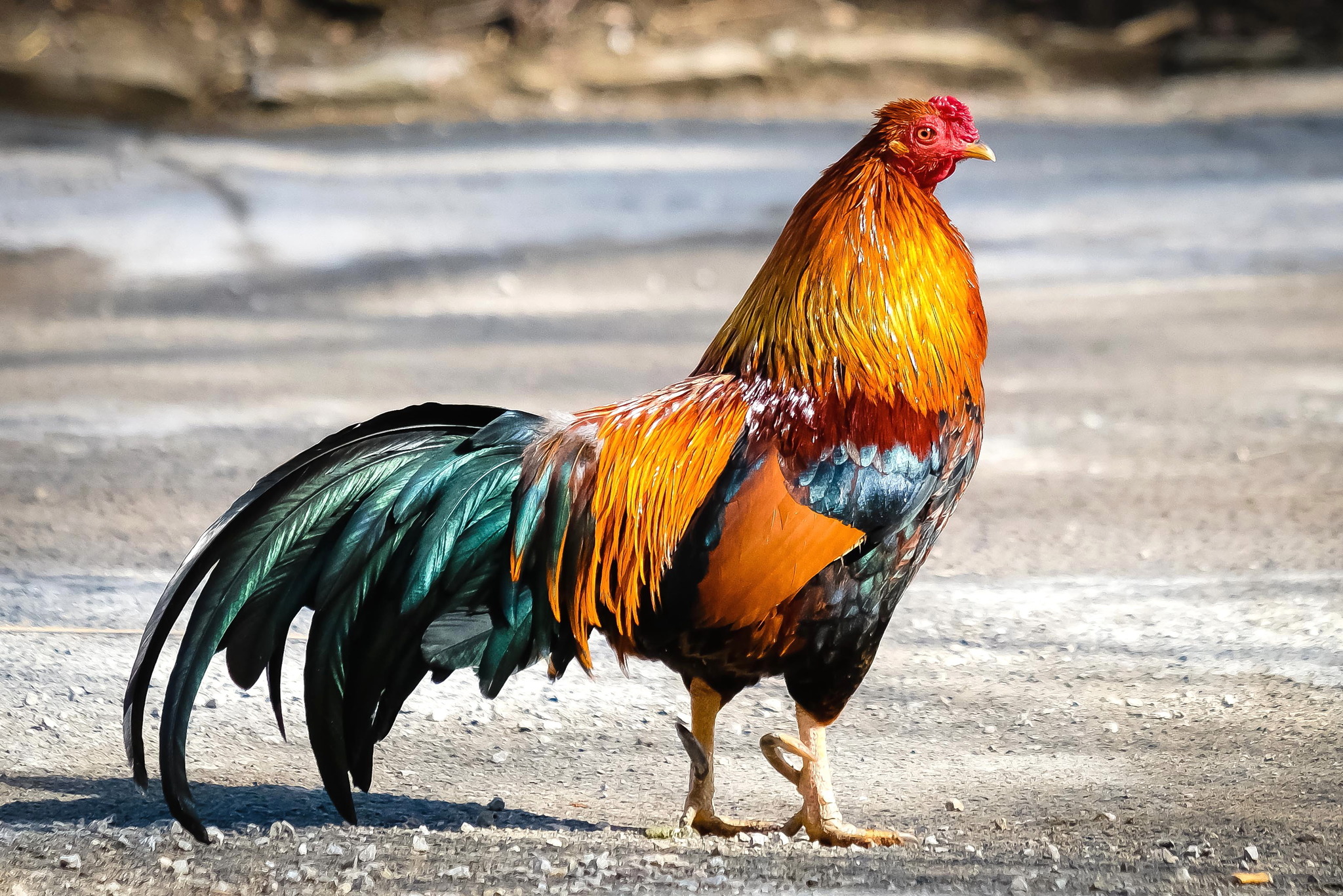 Stolzer Gockel - Liesing