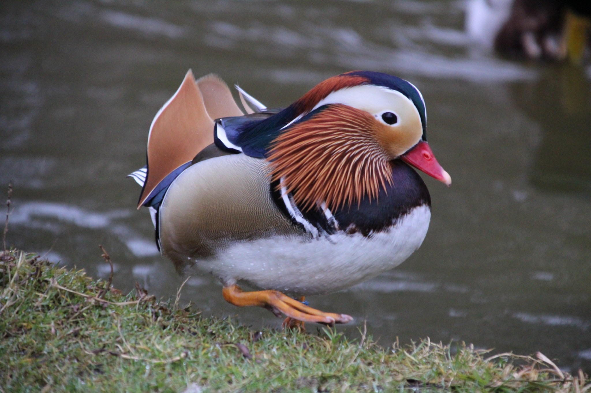 **Fotoshooting** mit einem Manderin-Enten-Erpel - Vöcklabruck