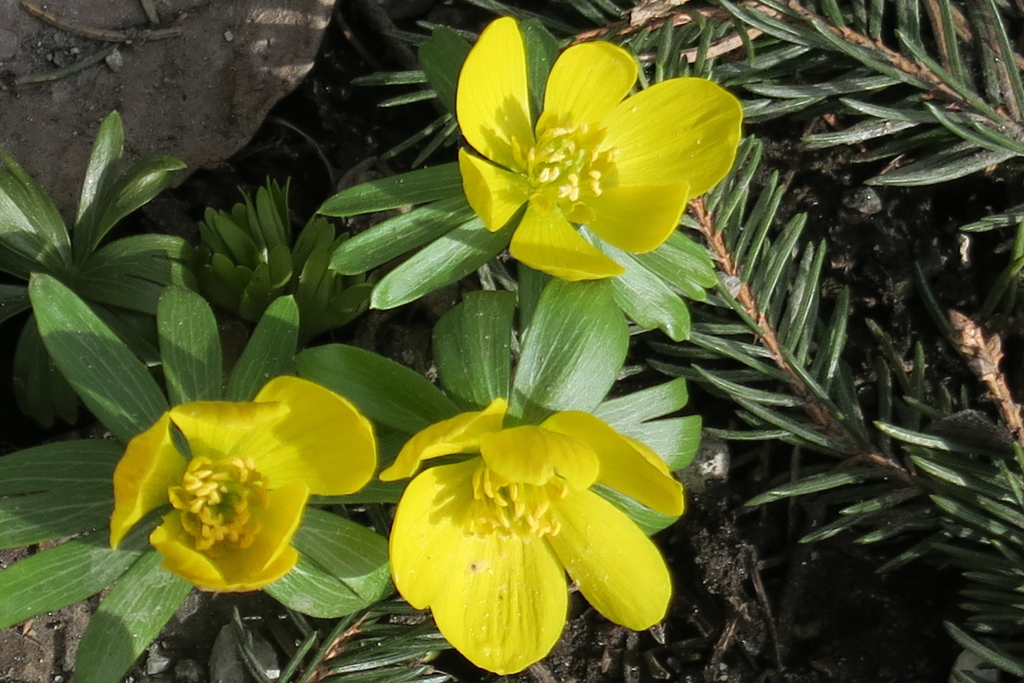 Winterlinge in Nahaufnahme - Lungau