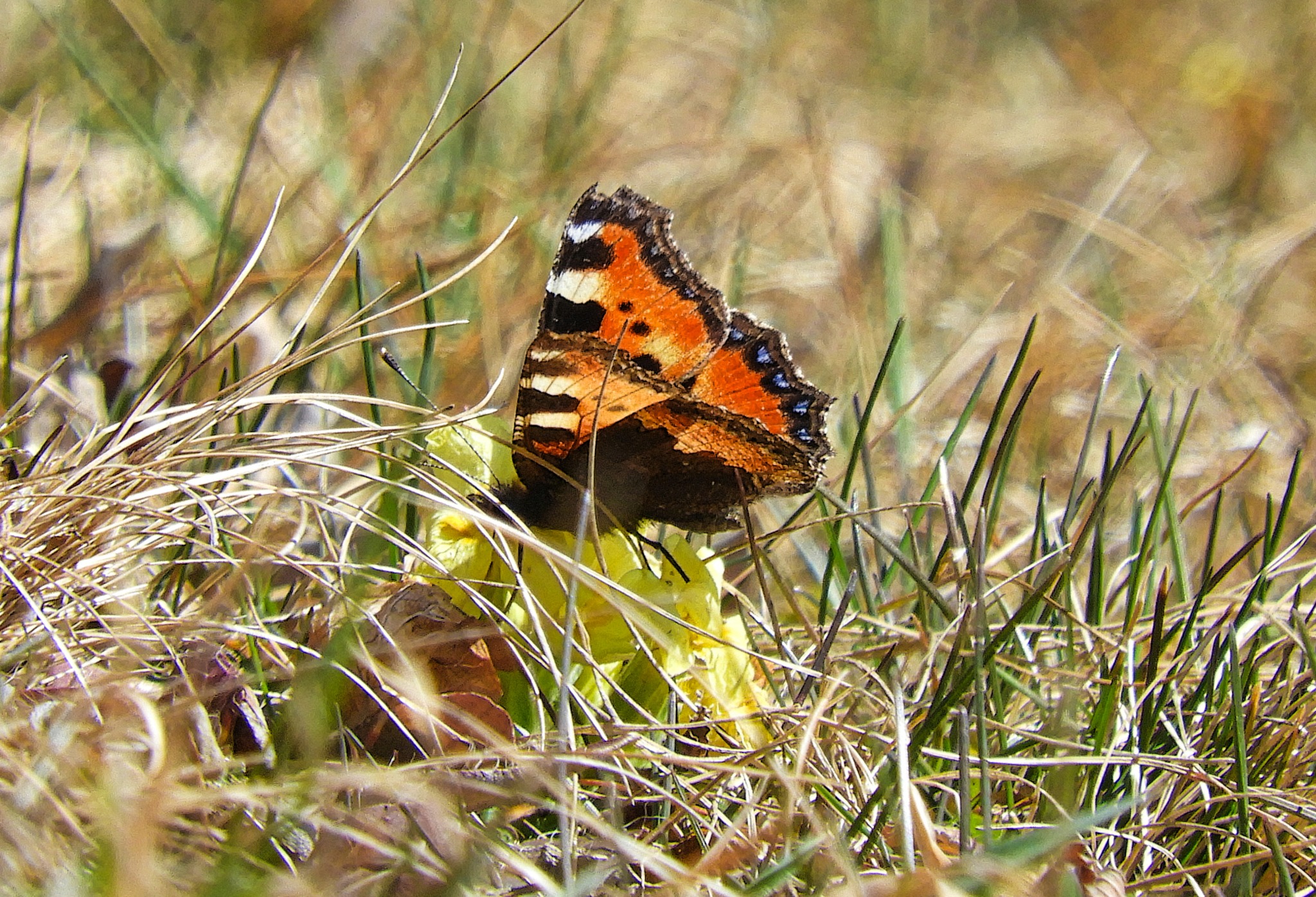Der Kleine Fuchs kommt mit den ersten Blüten hervor... - Lungau