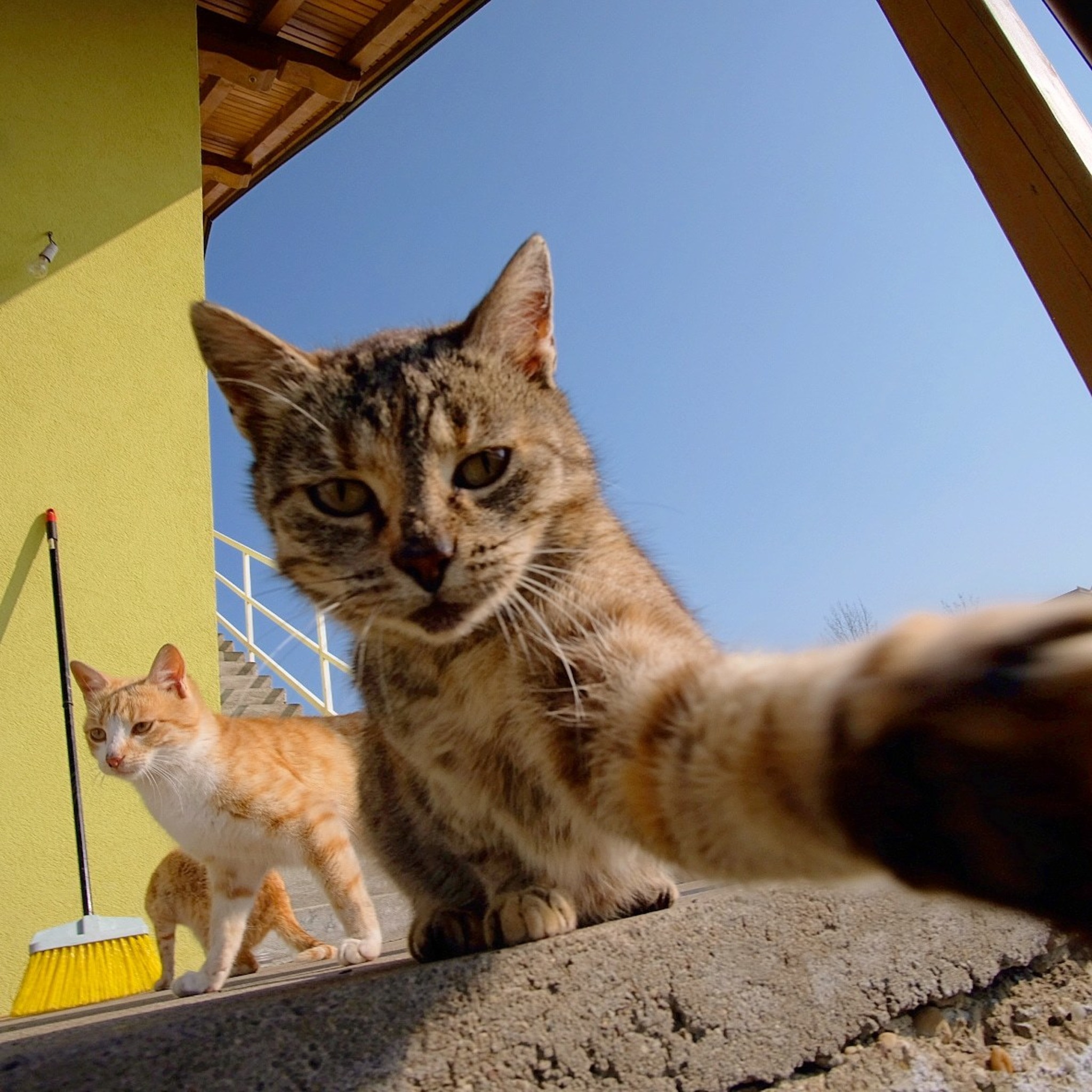 Katze macht Selfie - Wieden