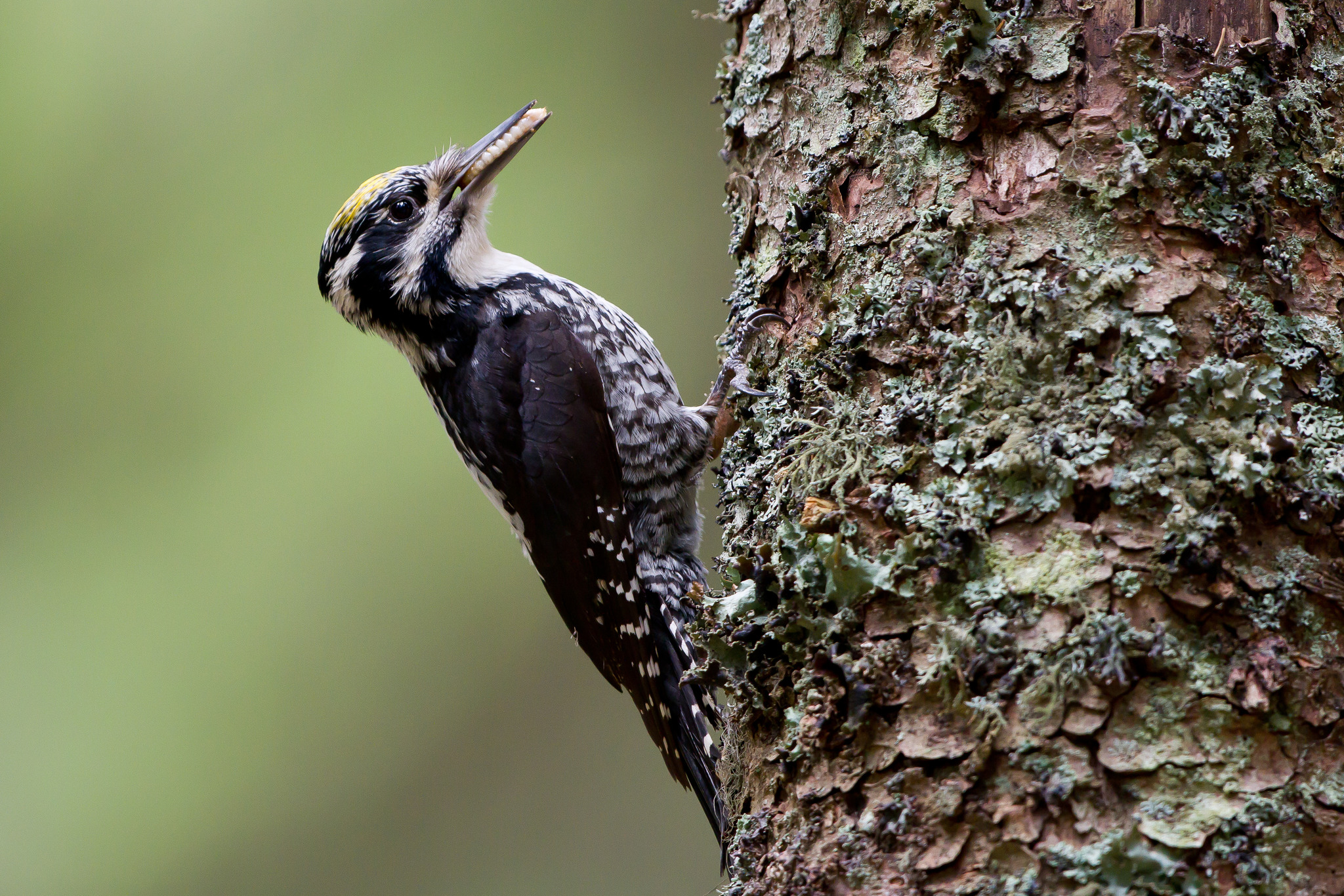 Frühlingsbeat beim Specht-Trommeln - Baden