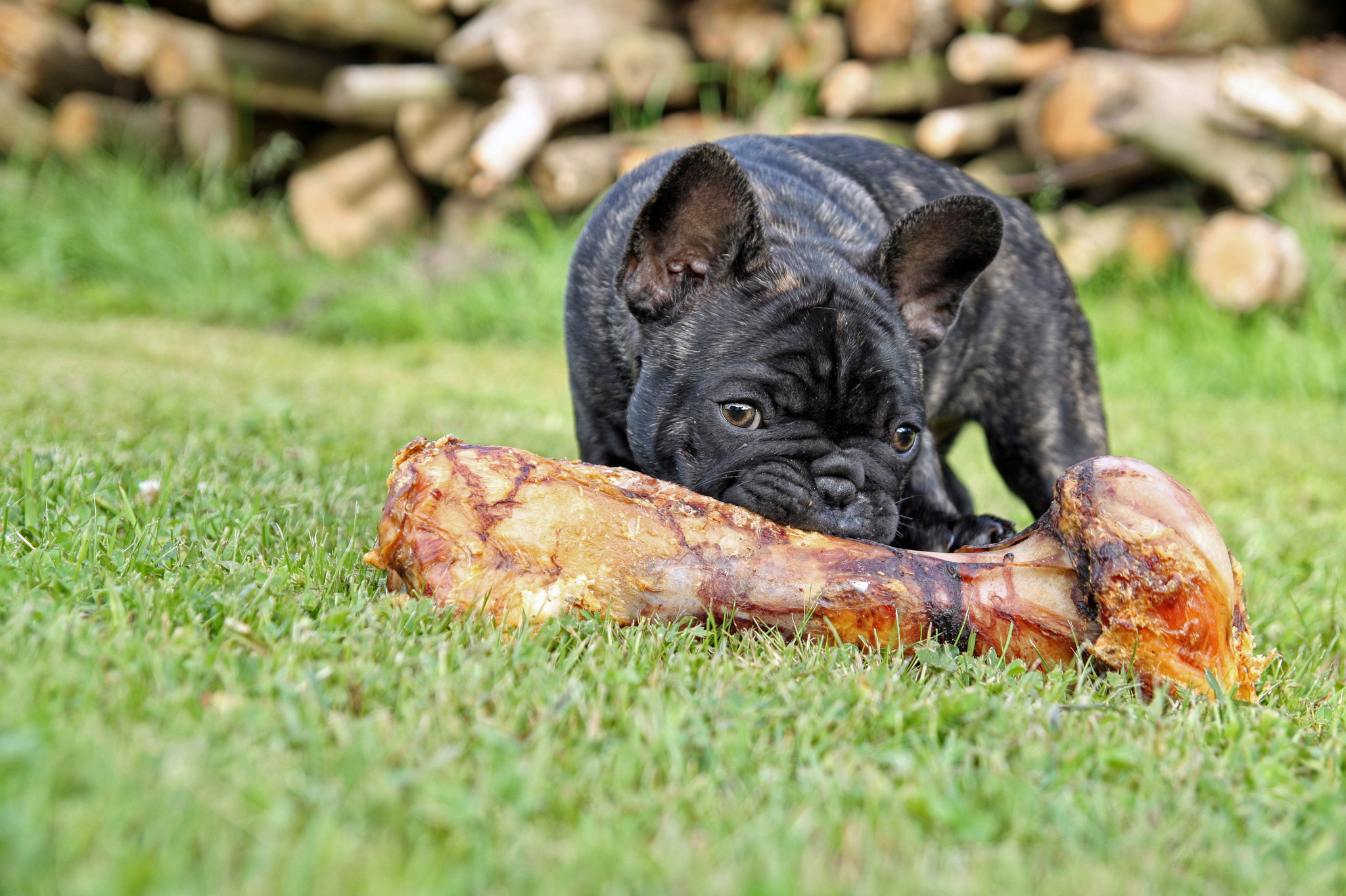Gift: Tiere quälen mit Leuchtfarben - Wels & Wels Land