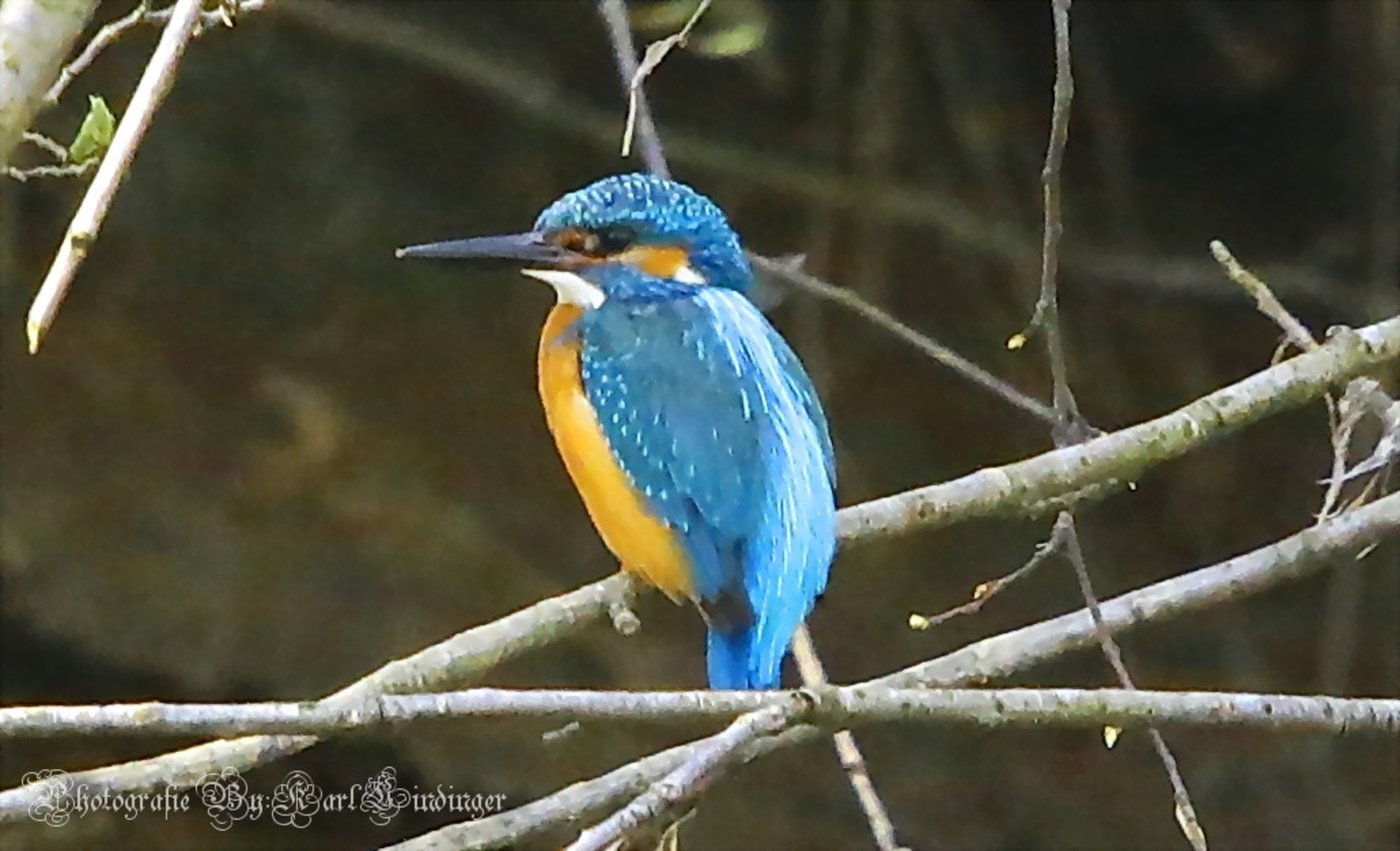 Eisvogel in den Sulmauen - Leibnitz