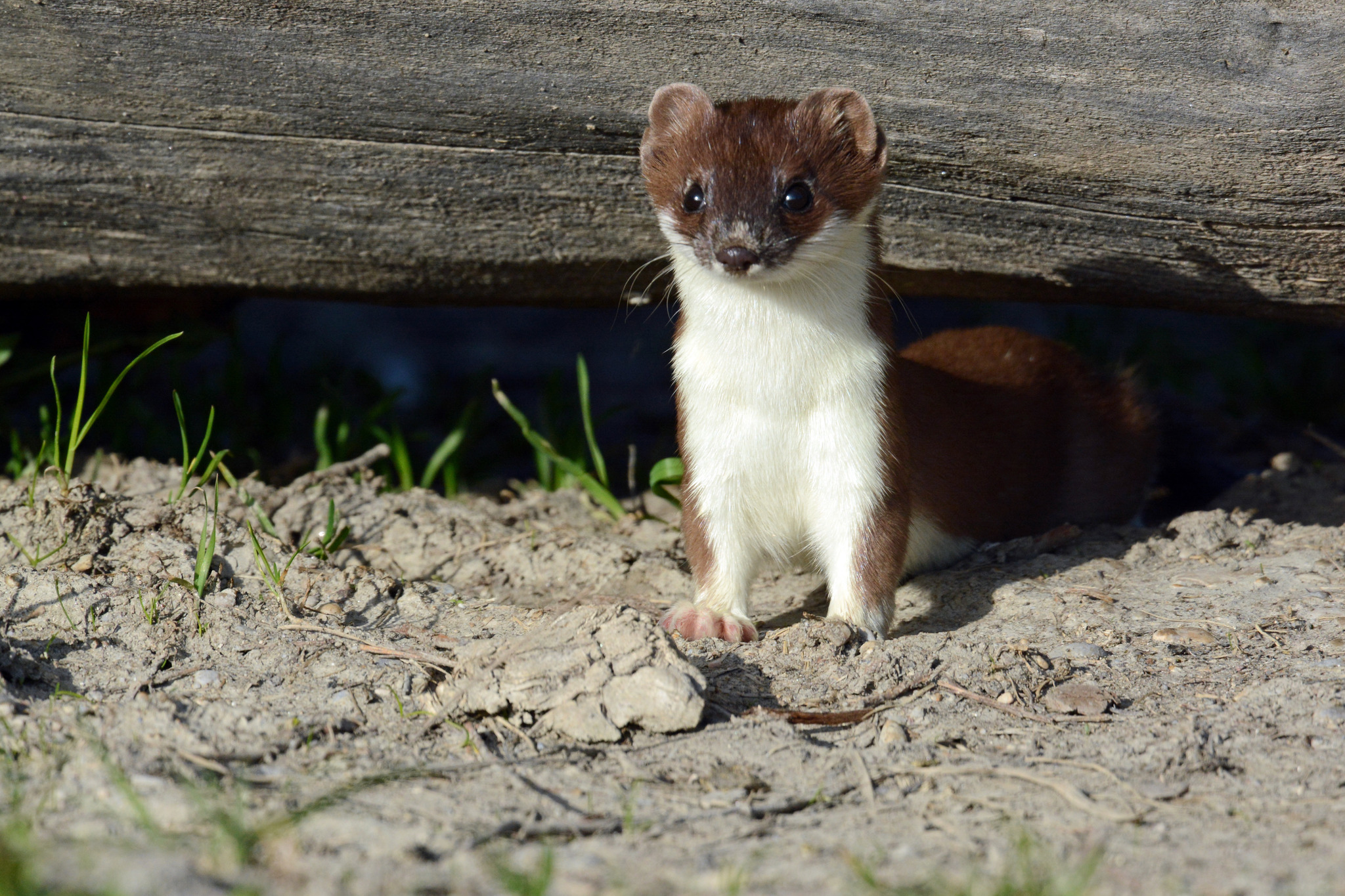 Das flinke Wiesel - ein charmanter Filou - Braunau