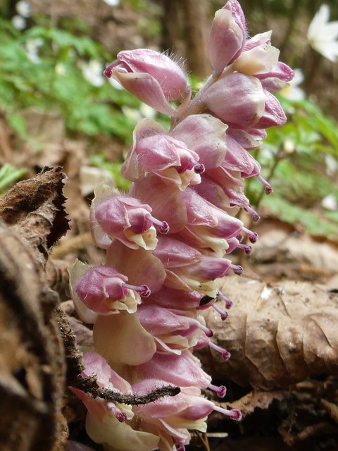 Ein schöner Schmarotzer - Innsbruck