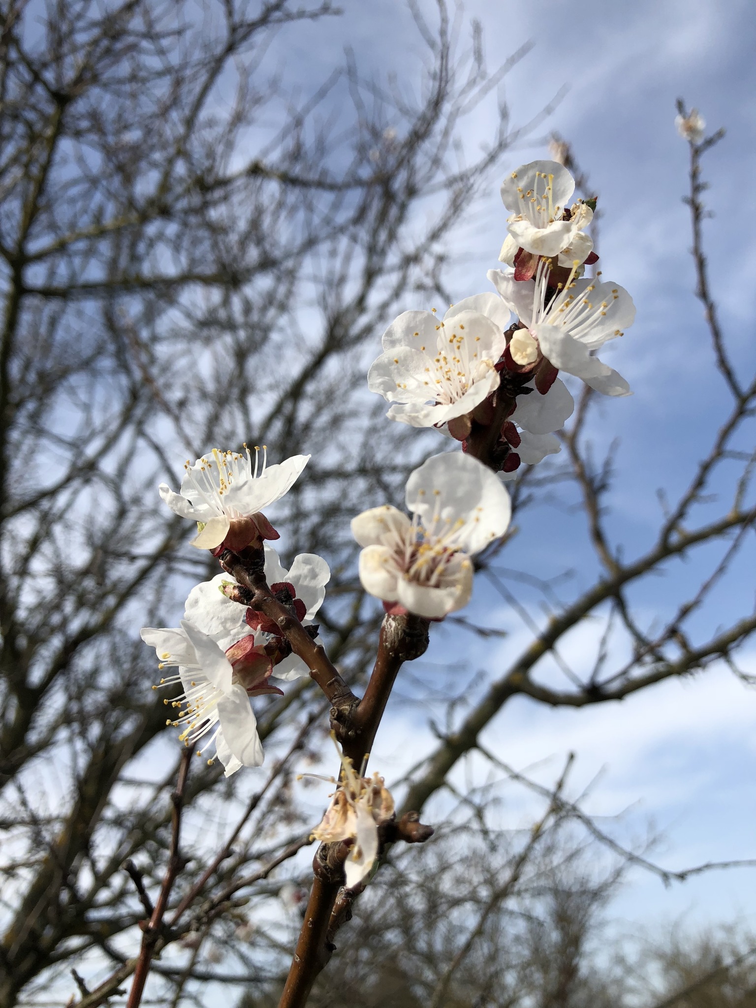 Die Marillenbäume blühen - Horn