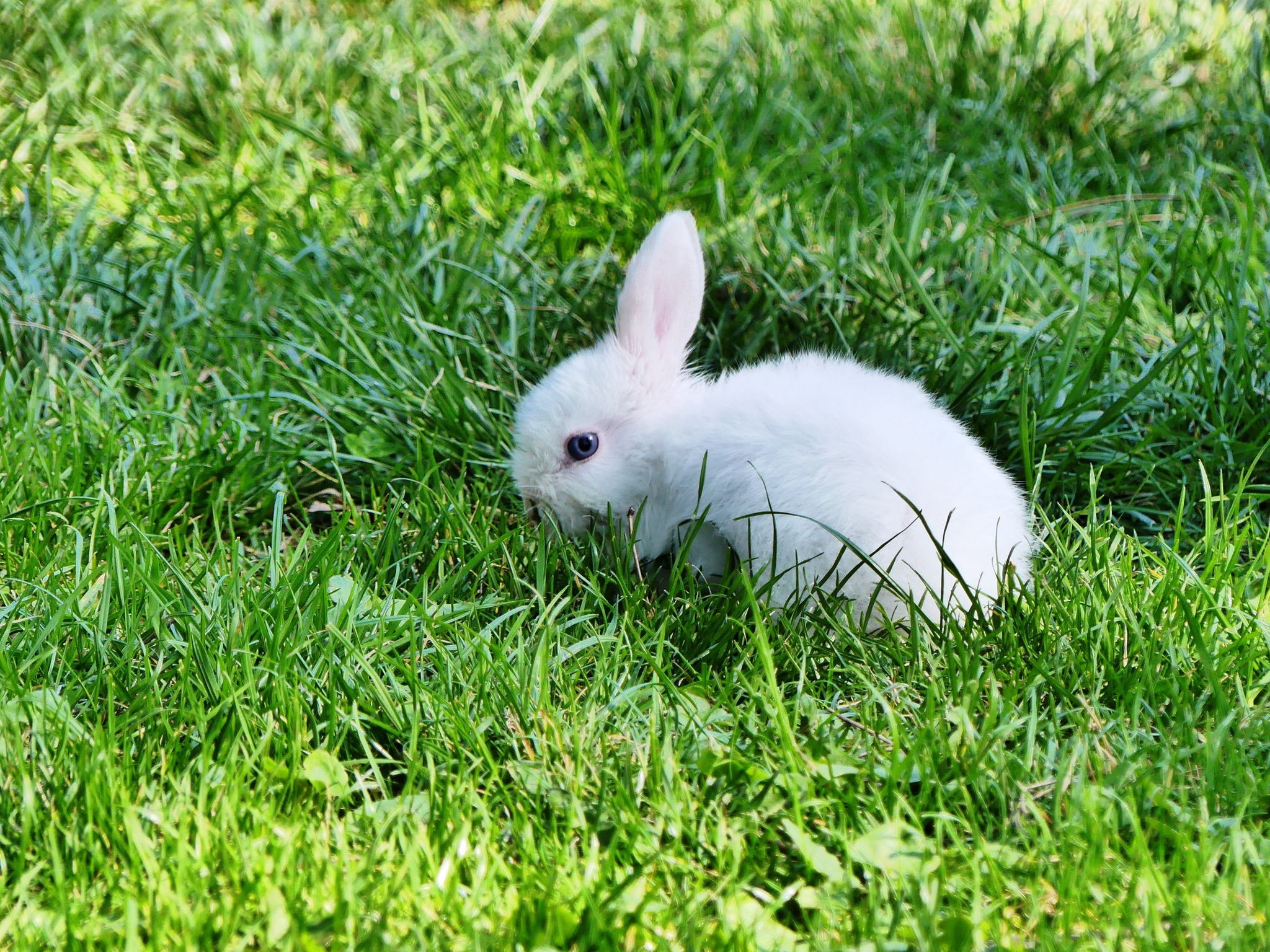 Häschen im Türkenschanzpark - Neubau