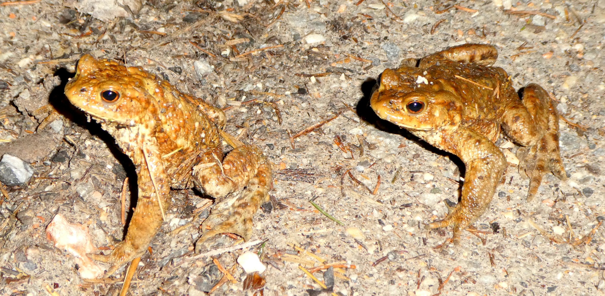 Amphibien im Bezirk Kufstein „wandern“ wieder - Kufstein
