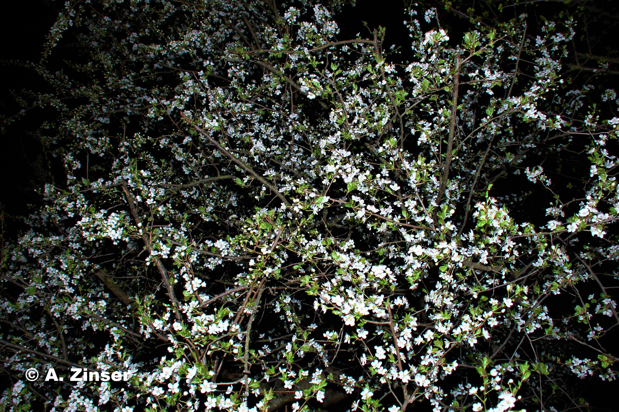 Ringlotten in voller Blüte - Leibnitz