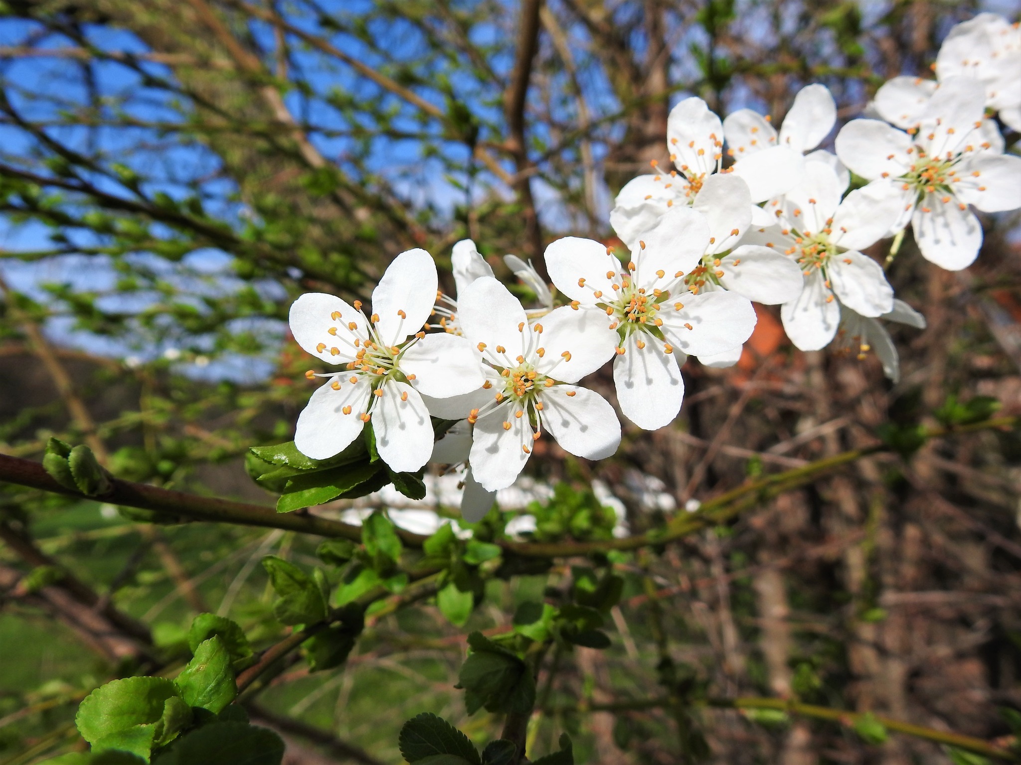 Die Zwetschke blüht - Weiz