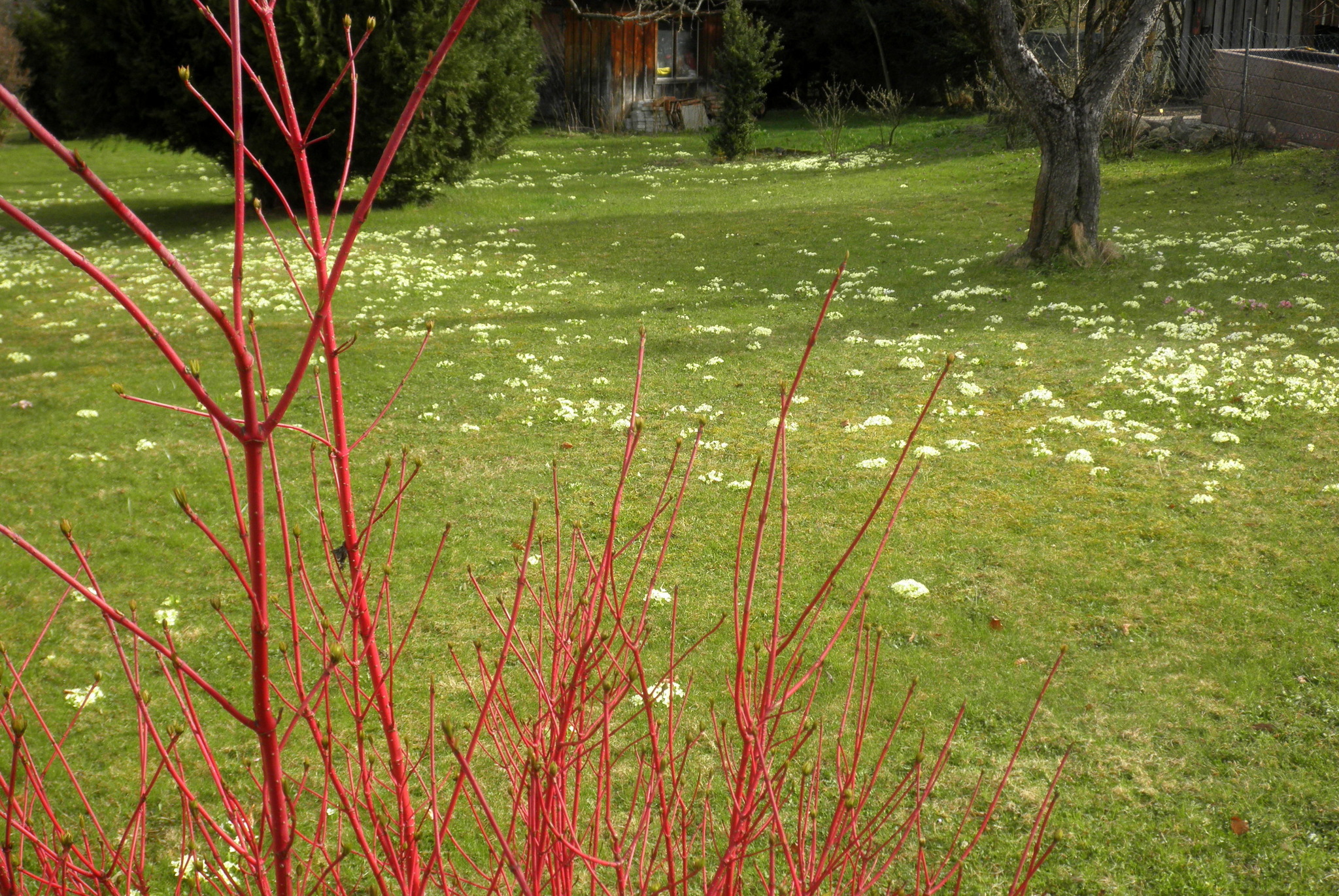 der Strauch, ... - Mürztal