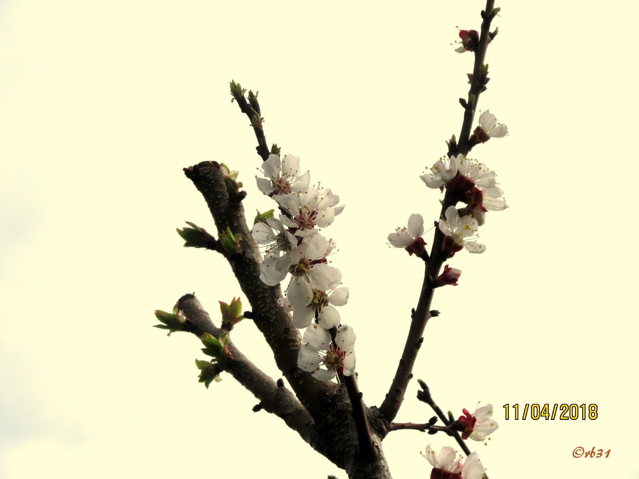 Der Marillenbaum blüht - Favoriten