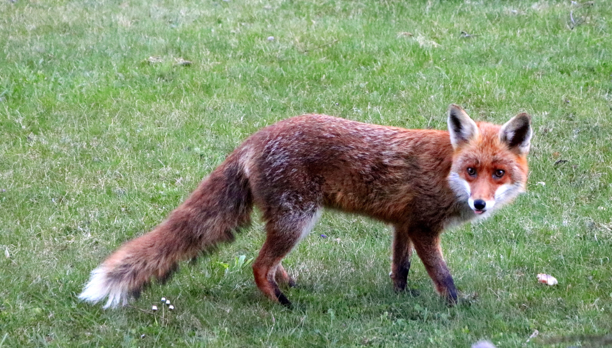 Unser Freund der Fuchs - Spittal