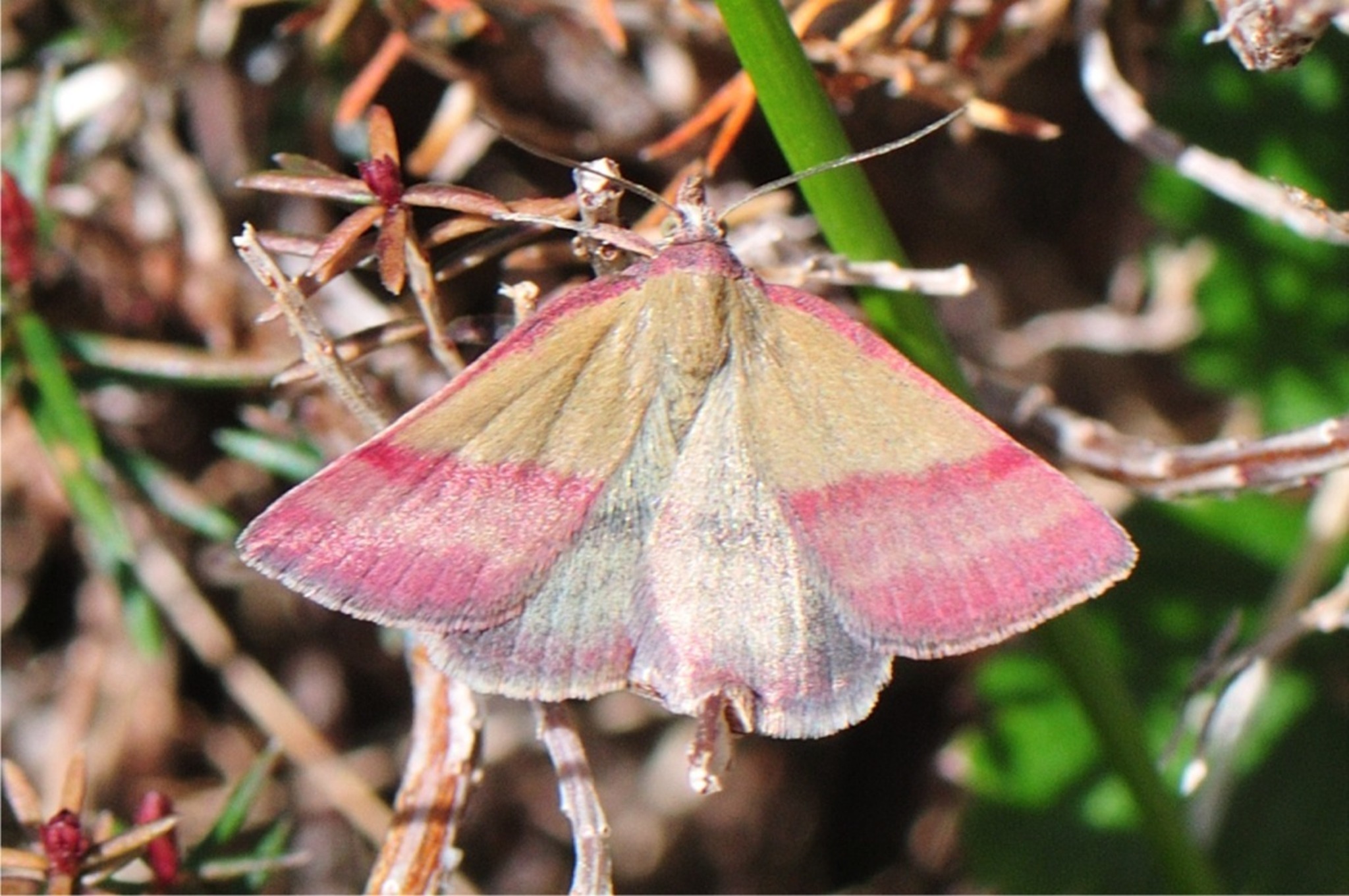 die Vielfalt der Falter erwacht - Pinzgau