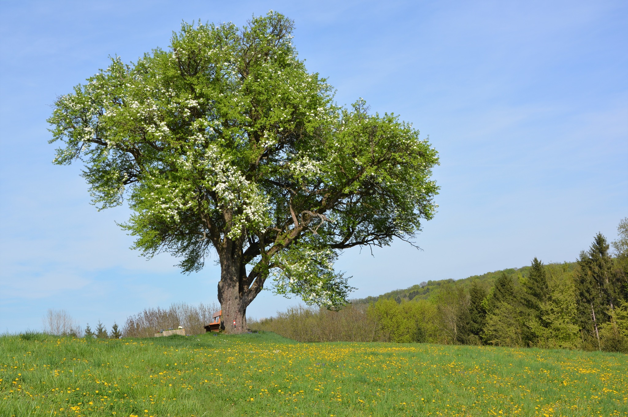 Herrlich, der Platz unterm alten Birnbaum - Südoststeiermark