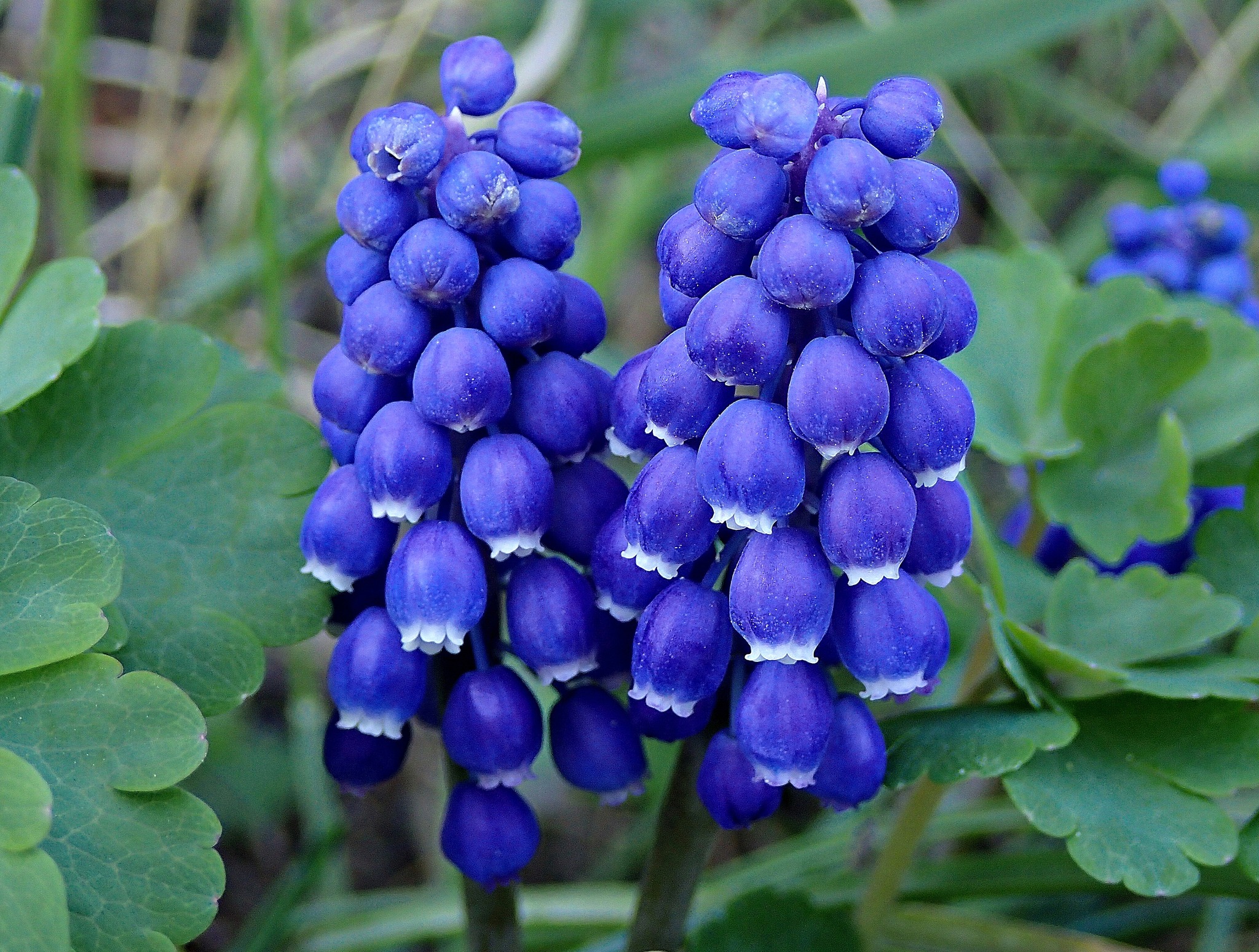 Traubenhyazinthe - Krems