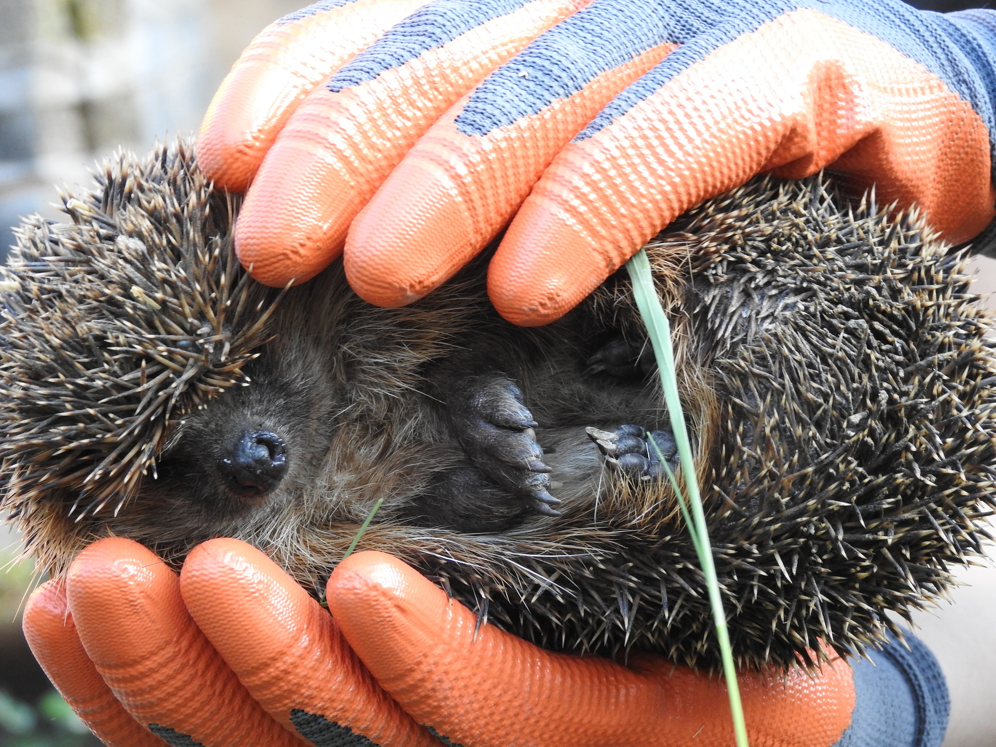 Igel in Sicherheit - Horn
