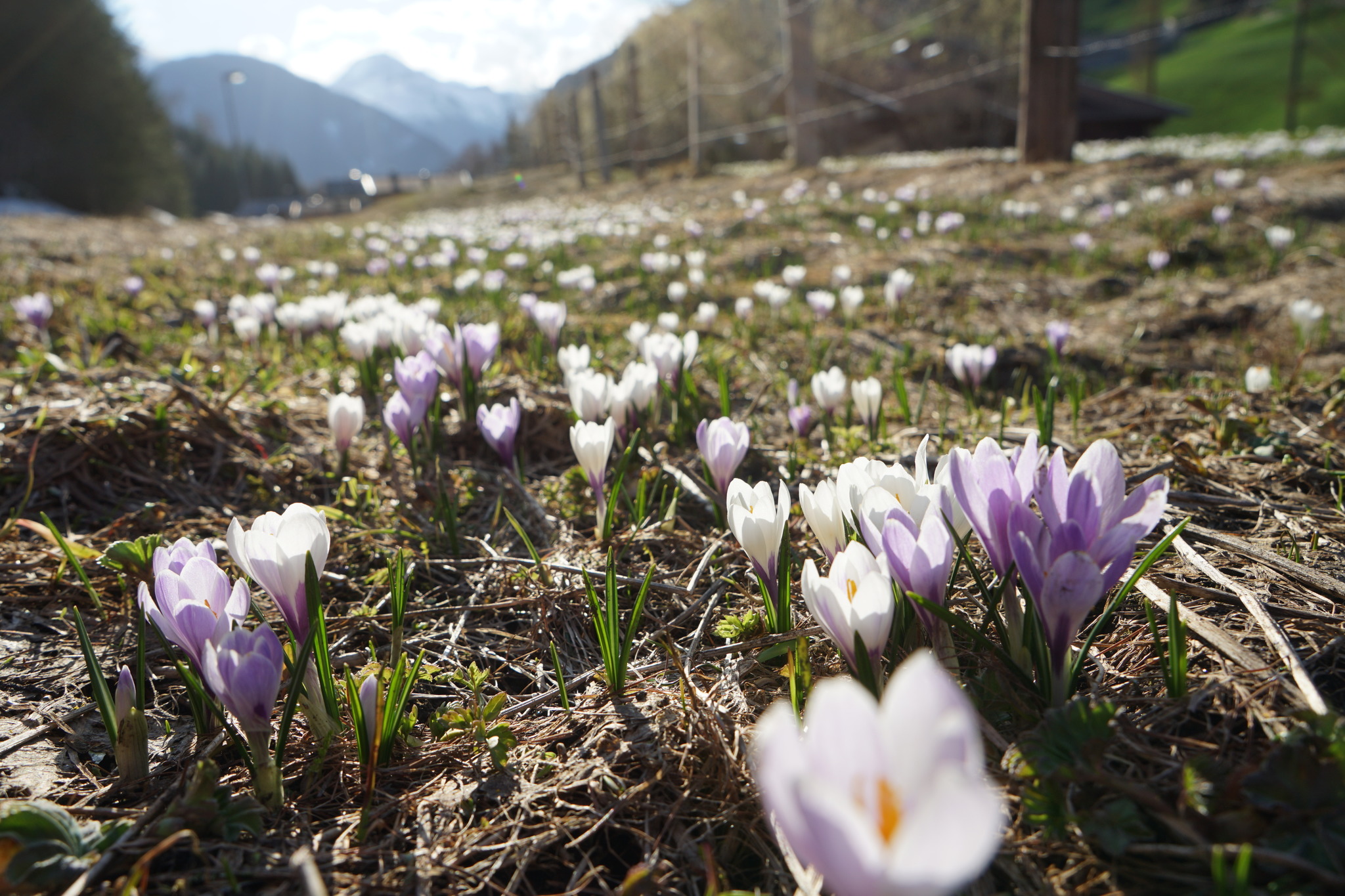 Endlich Frühling! - Osttirol
