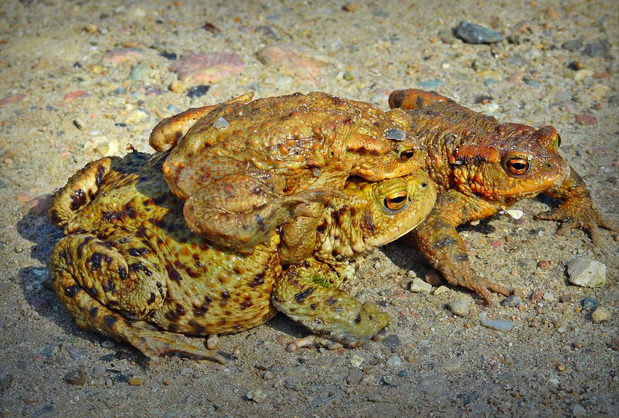 Huckepack :) - Krems