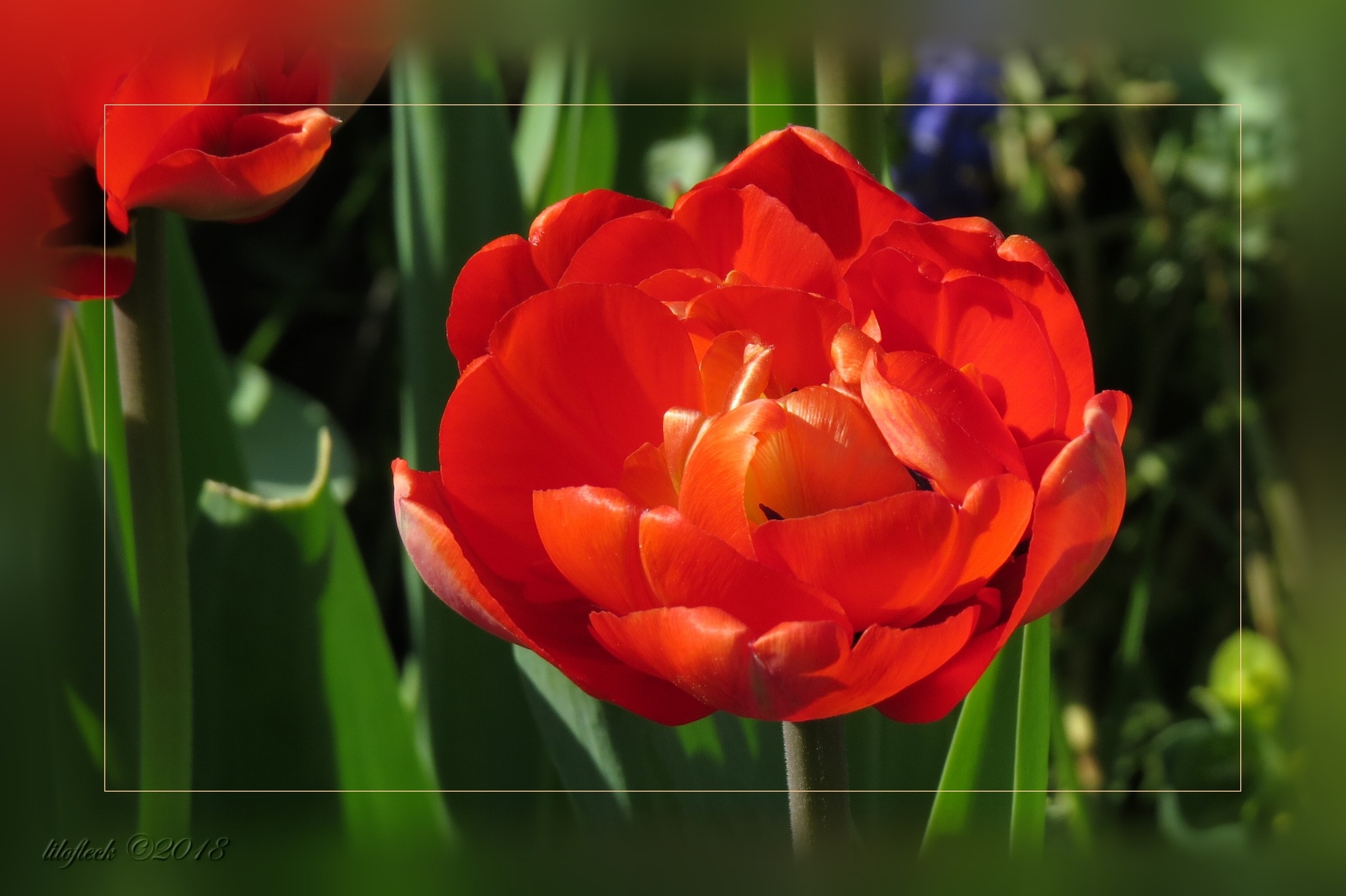 Waidäcker Flora - Ottakring