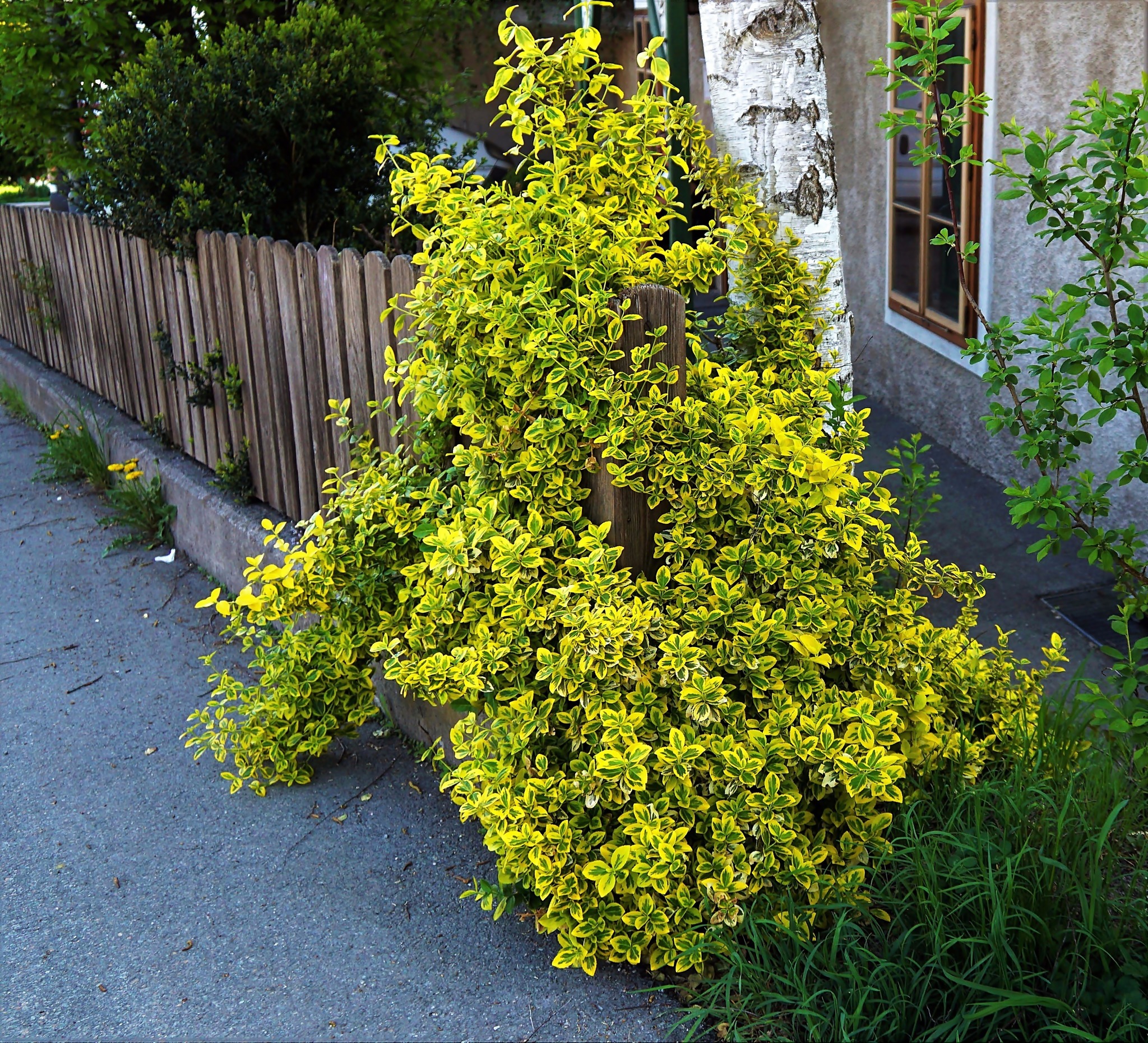 Zierde für den Zaun - Kufstein