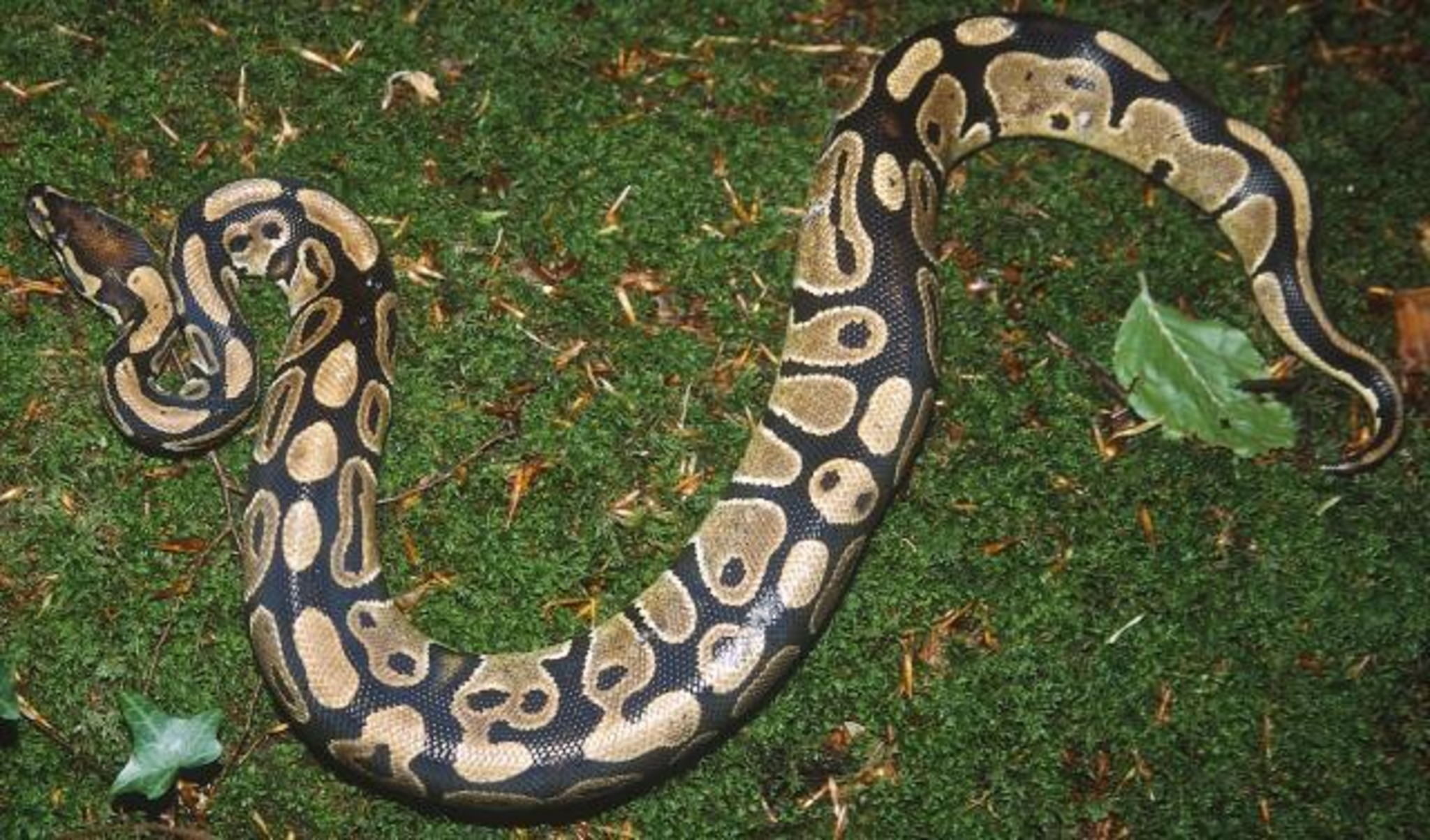 Tierquäler in Allhaming setzte Königspython aus - Linz-Land