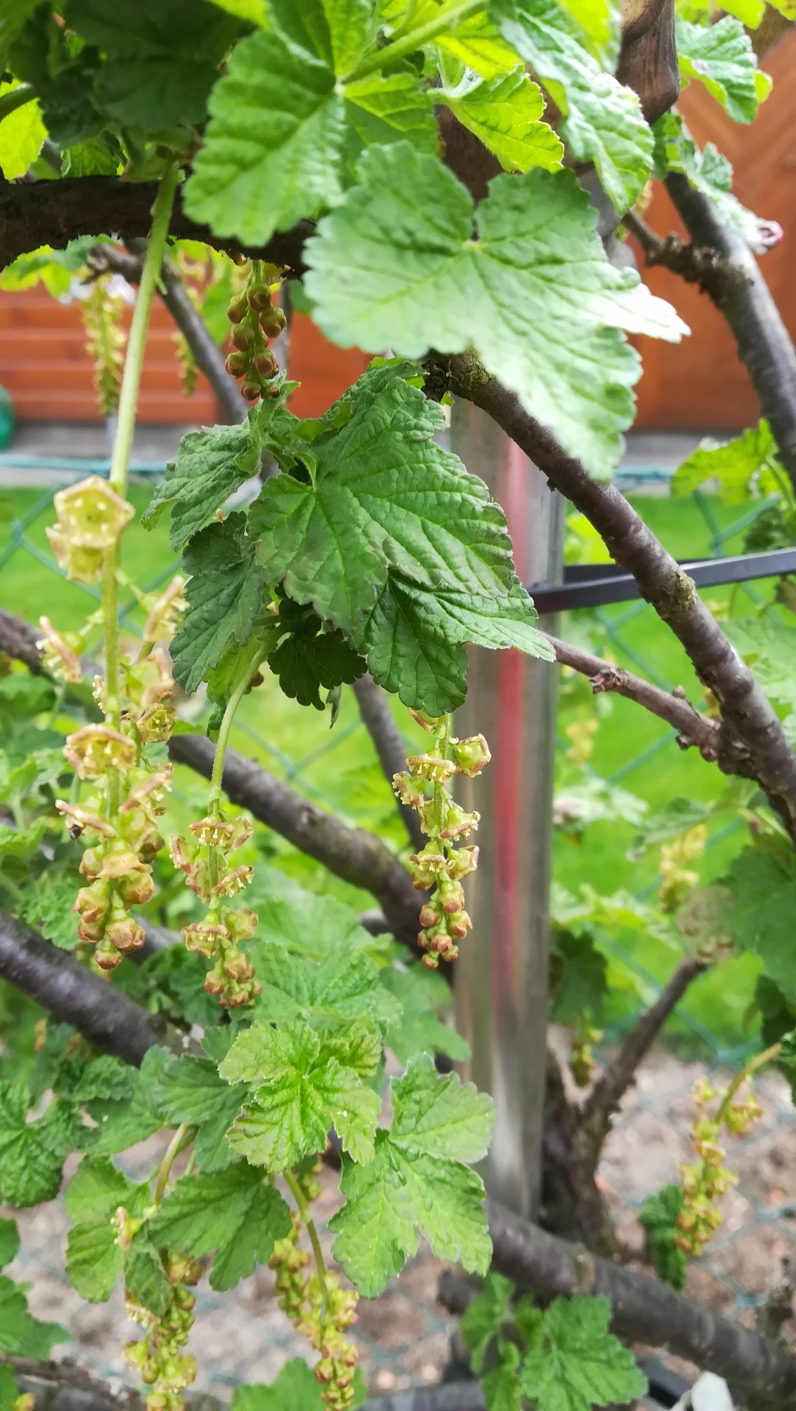Ribiseln wird es wieder genug geben - Favoriten