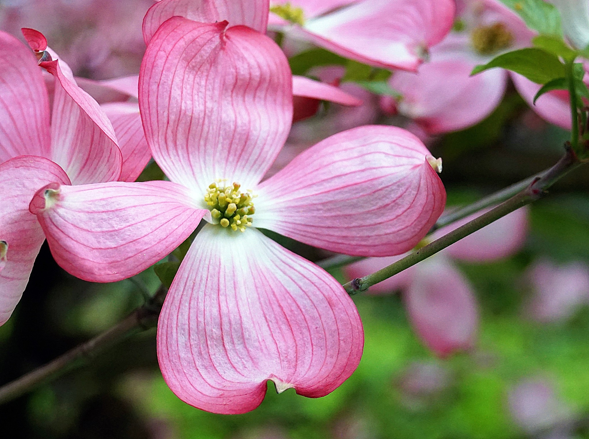 rosa BLÜTE - Kufstein