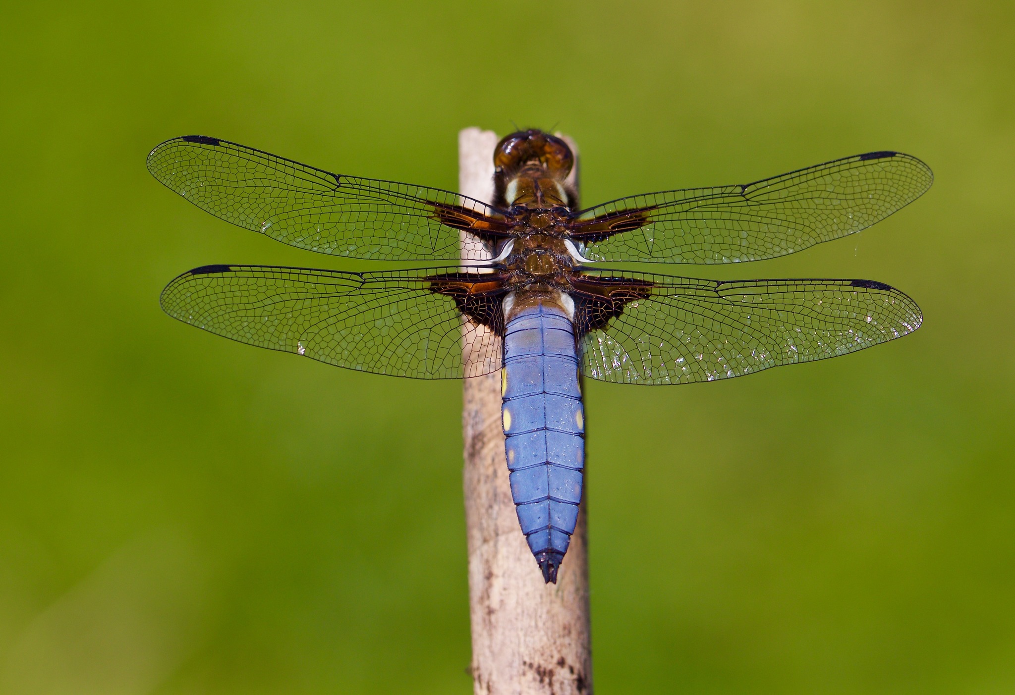 Plattbauch Libelle - Weiz