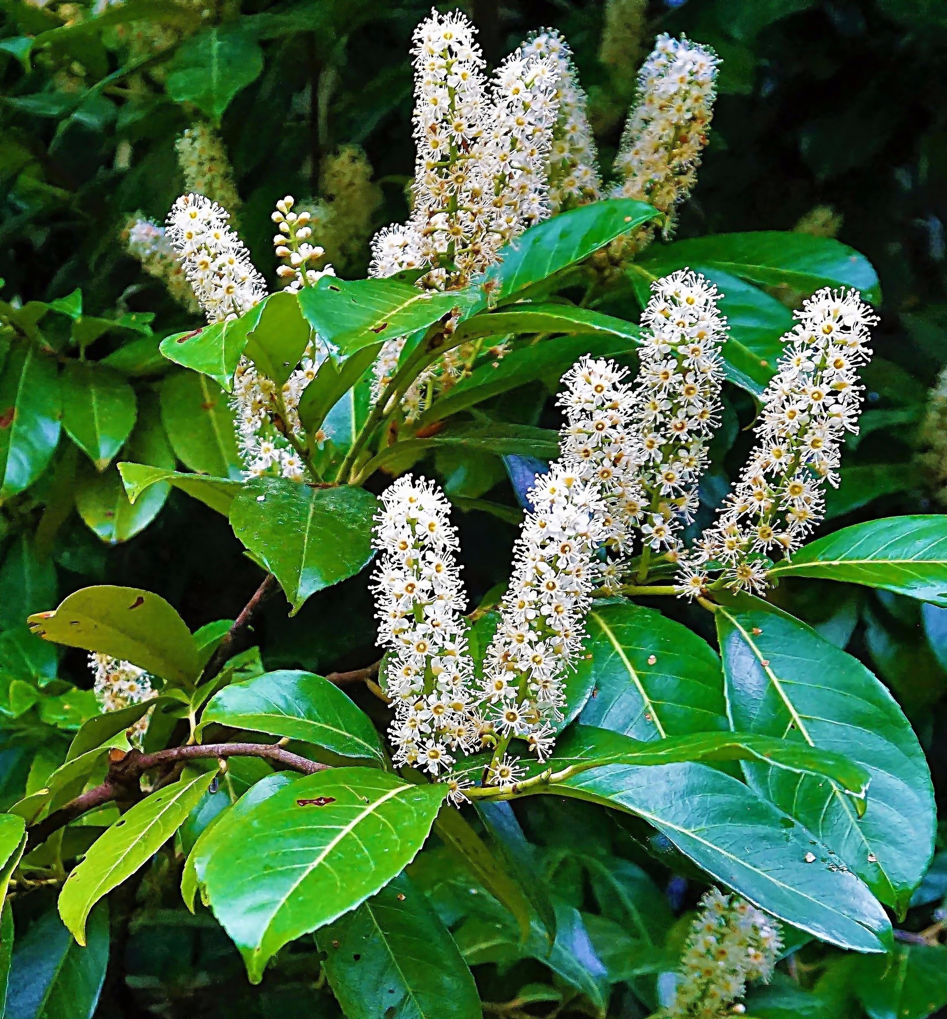 Blüten der Lorbeerkirsche - Kufstein