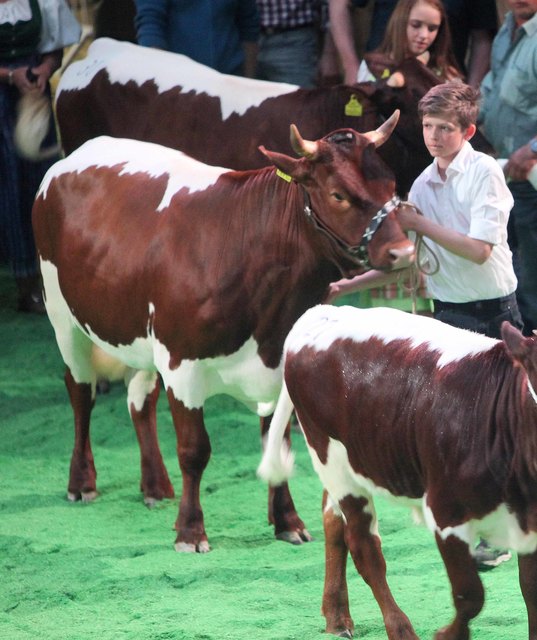Pinzgauer Rind Weltkongress und Ländervorführung - Kitzbühel