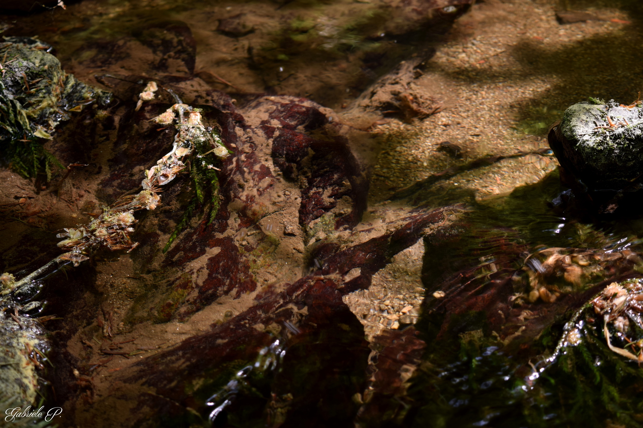 Rote Steine im Bach - Schärding