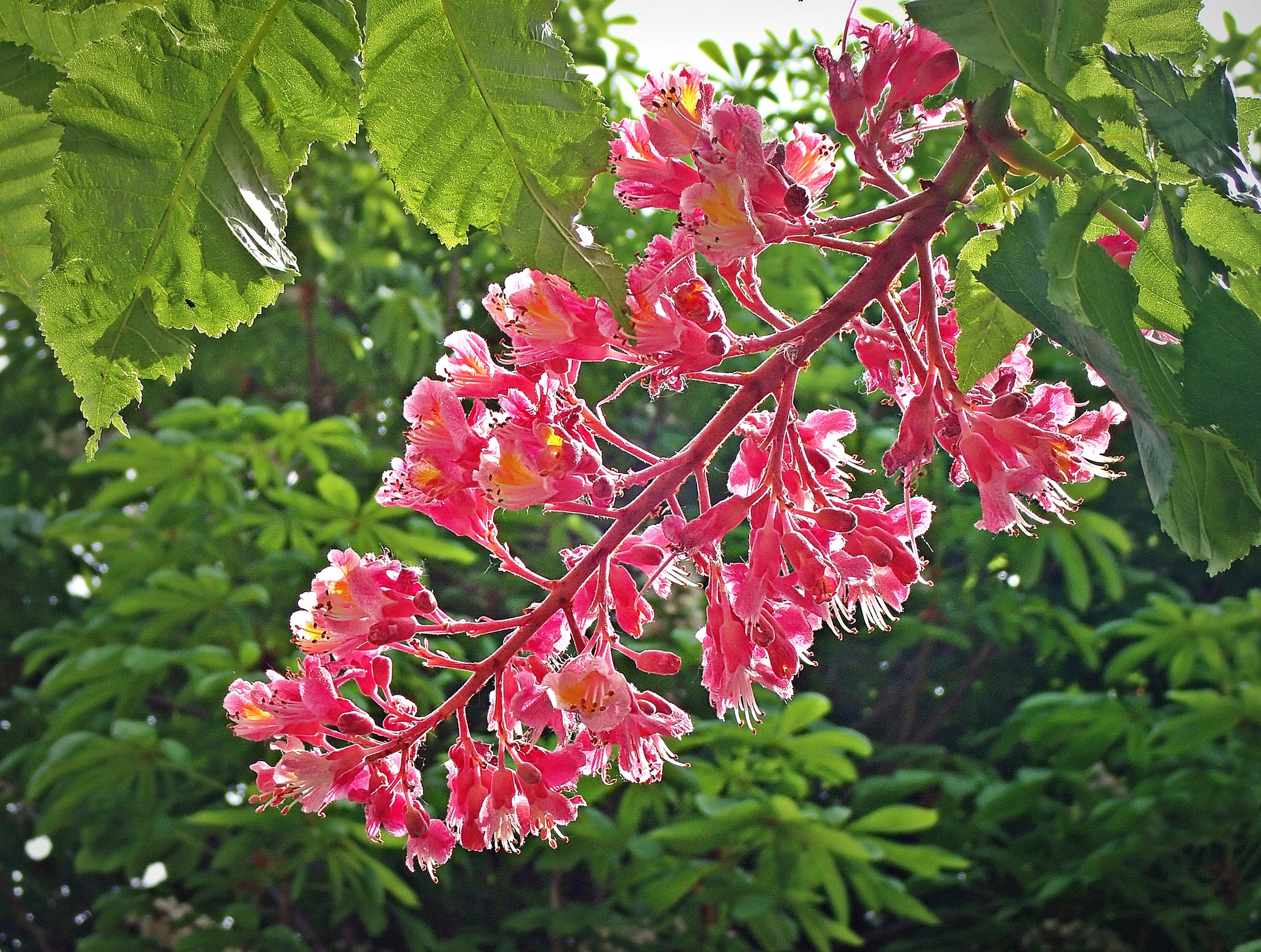 Blühende Kastanie in pink - Krems