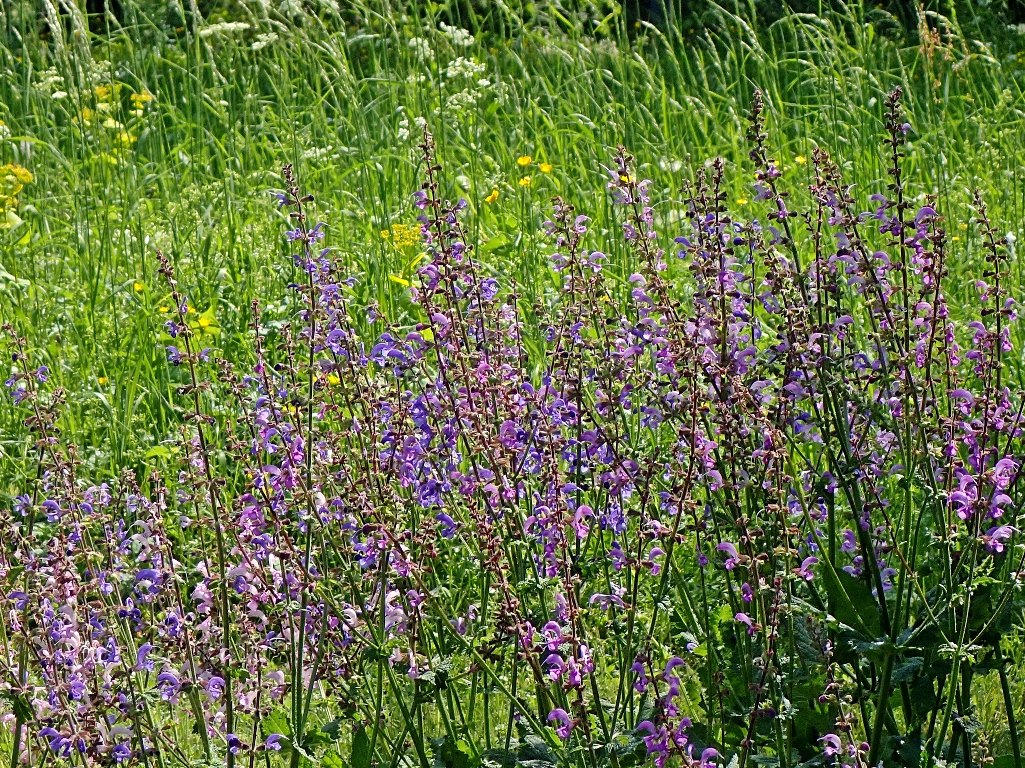 Herrlich blüht zur Zeit der Schopf-Salbei - Krems