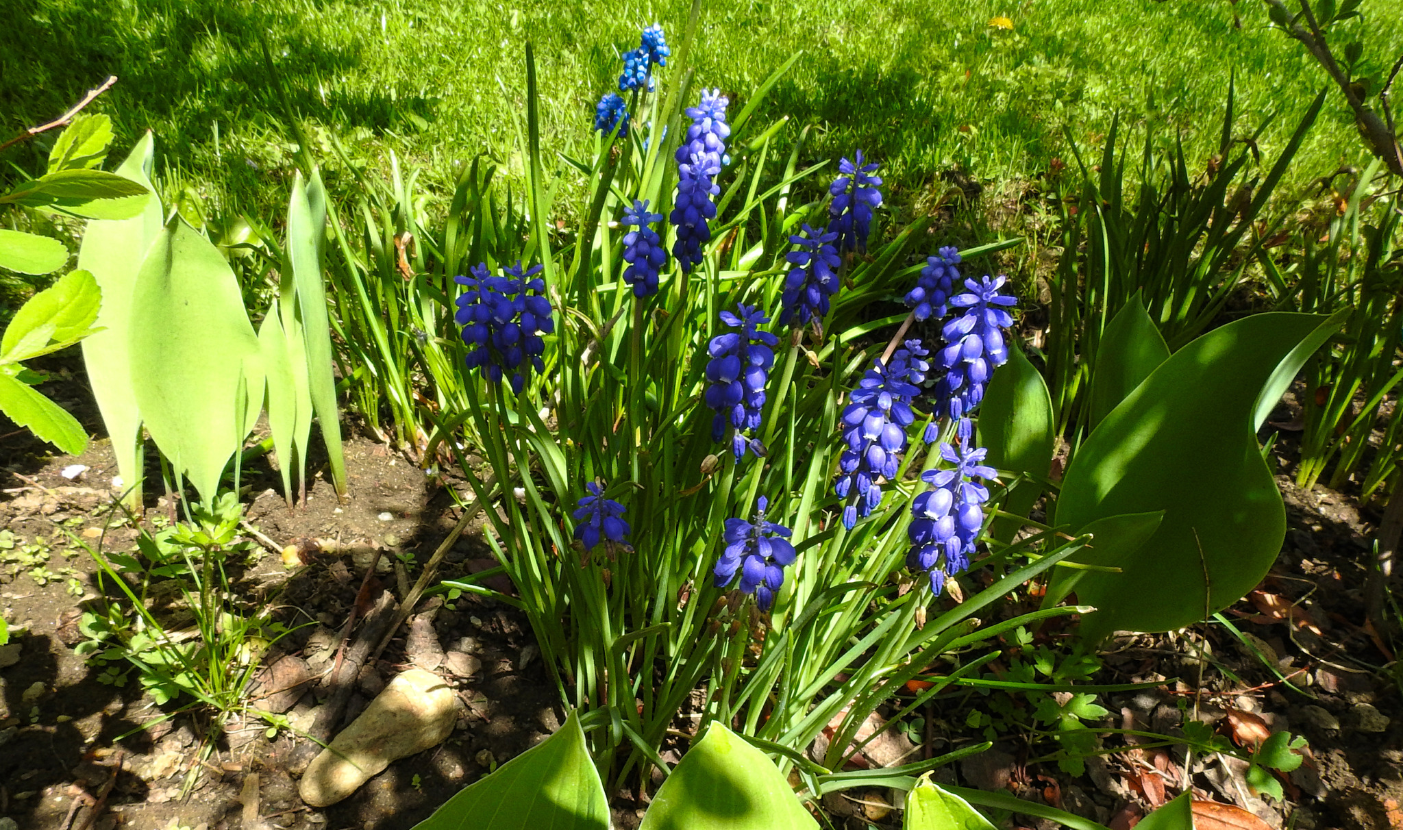 Die Traubenhyazinthe - Lungau